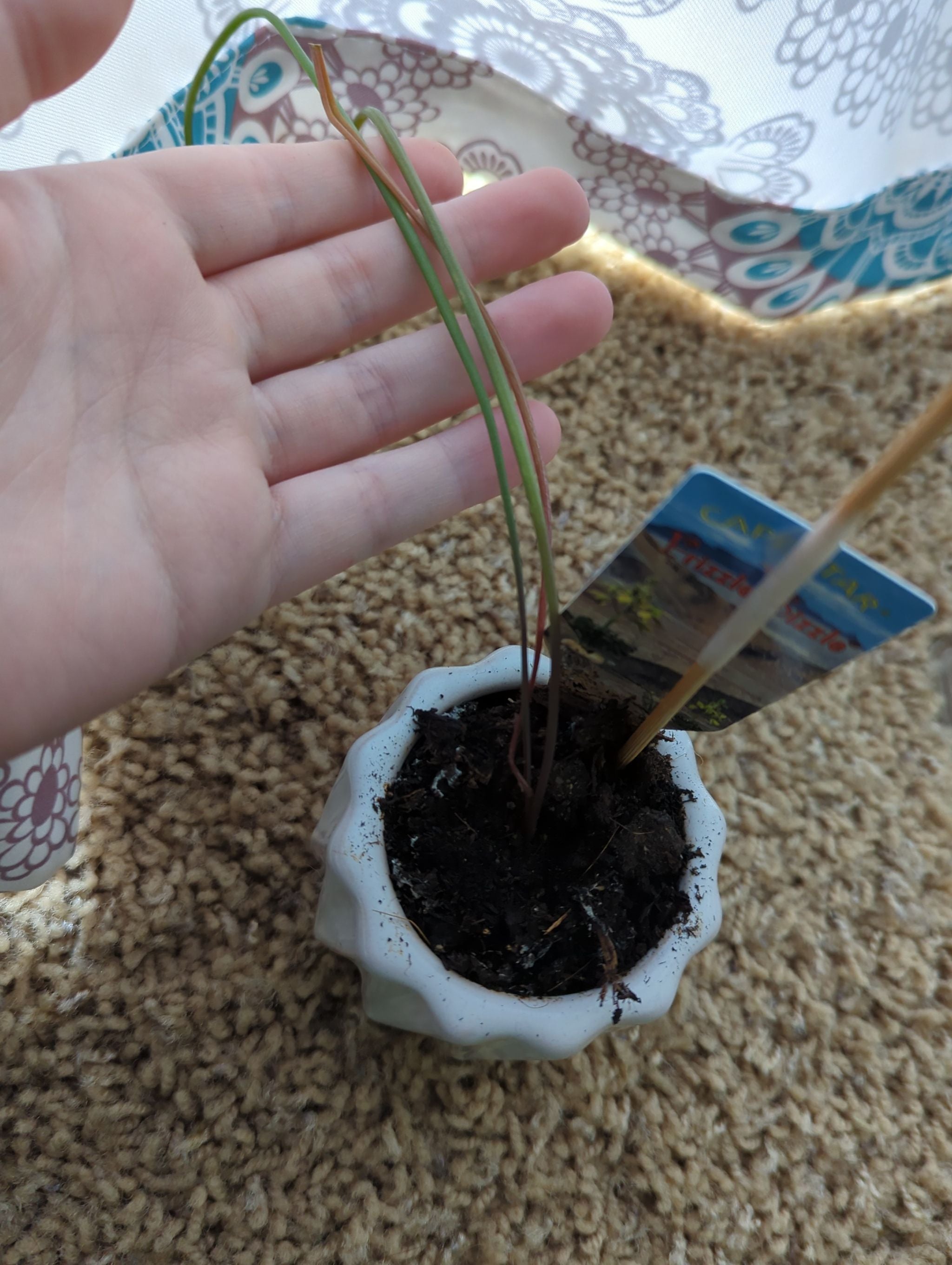 Albuca concordiana Plant Care: Water, Light, Nutrients | Greg App 🌱