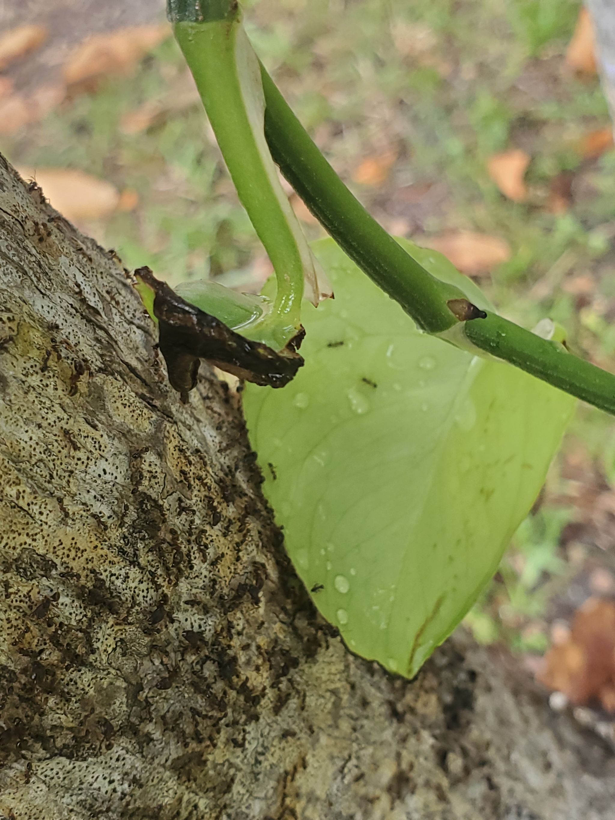Why are these ants eating pothos leaves?