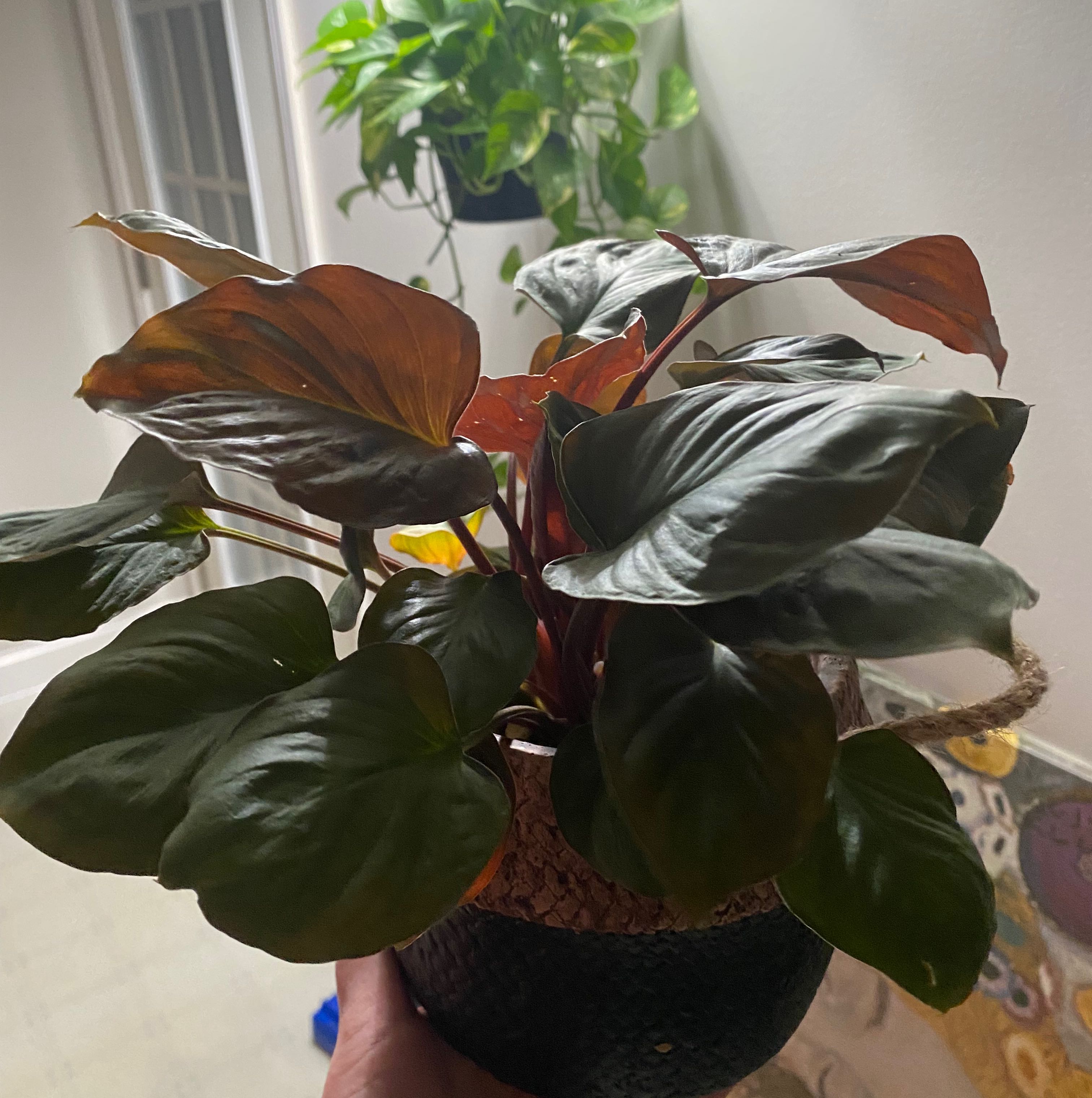 Personalized Homalomena 'Red Velvet' Care: Water, Light, Nutrients ...