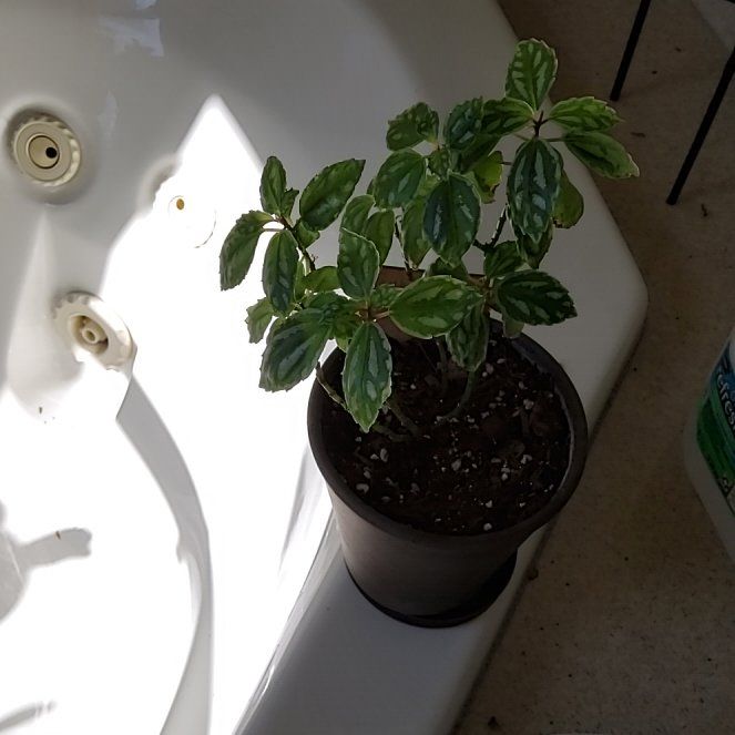 Homer | A plant by @FlashyKatsura on Greg