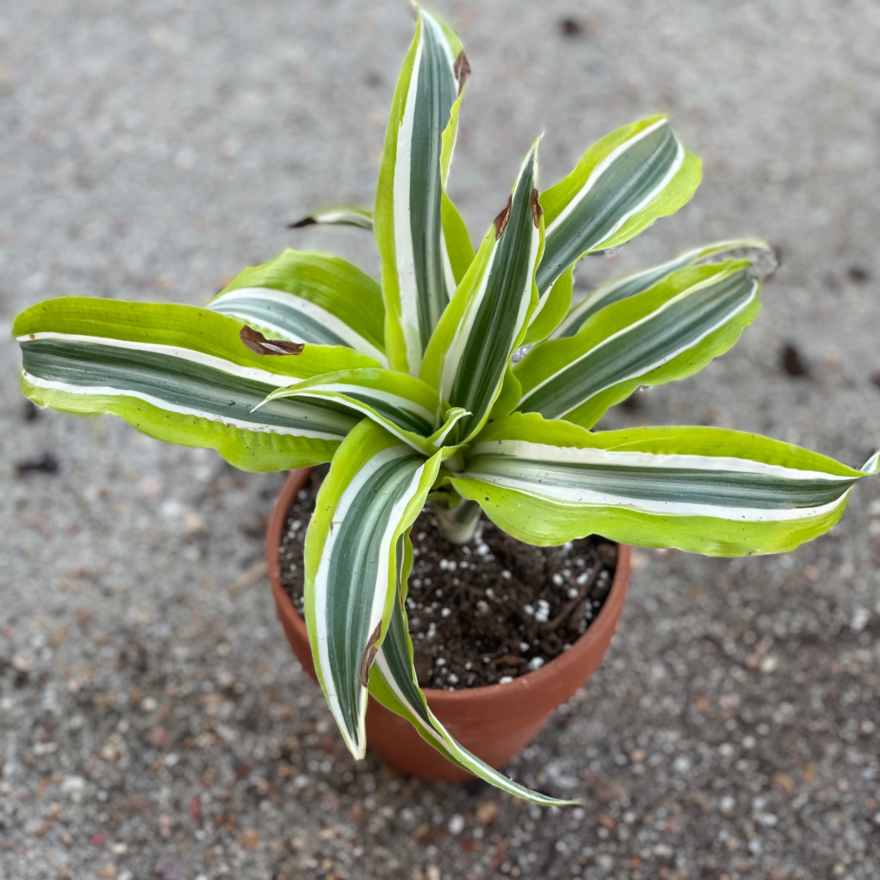 🍋 Why Are There Brown Spots on My Lemon Surprise Snake Plant?