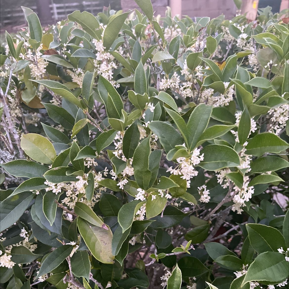 Why Are There Brown Spots on My Sweet Olive?