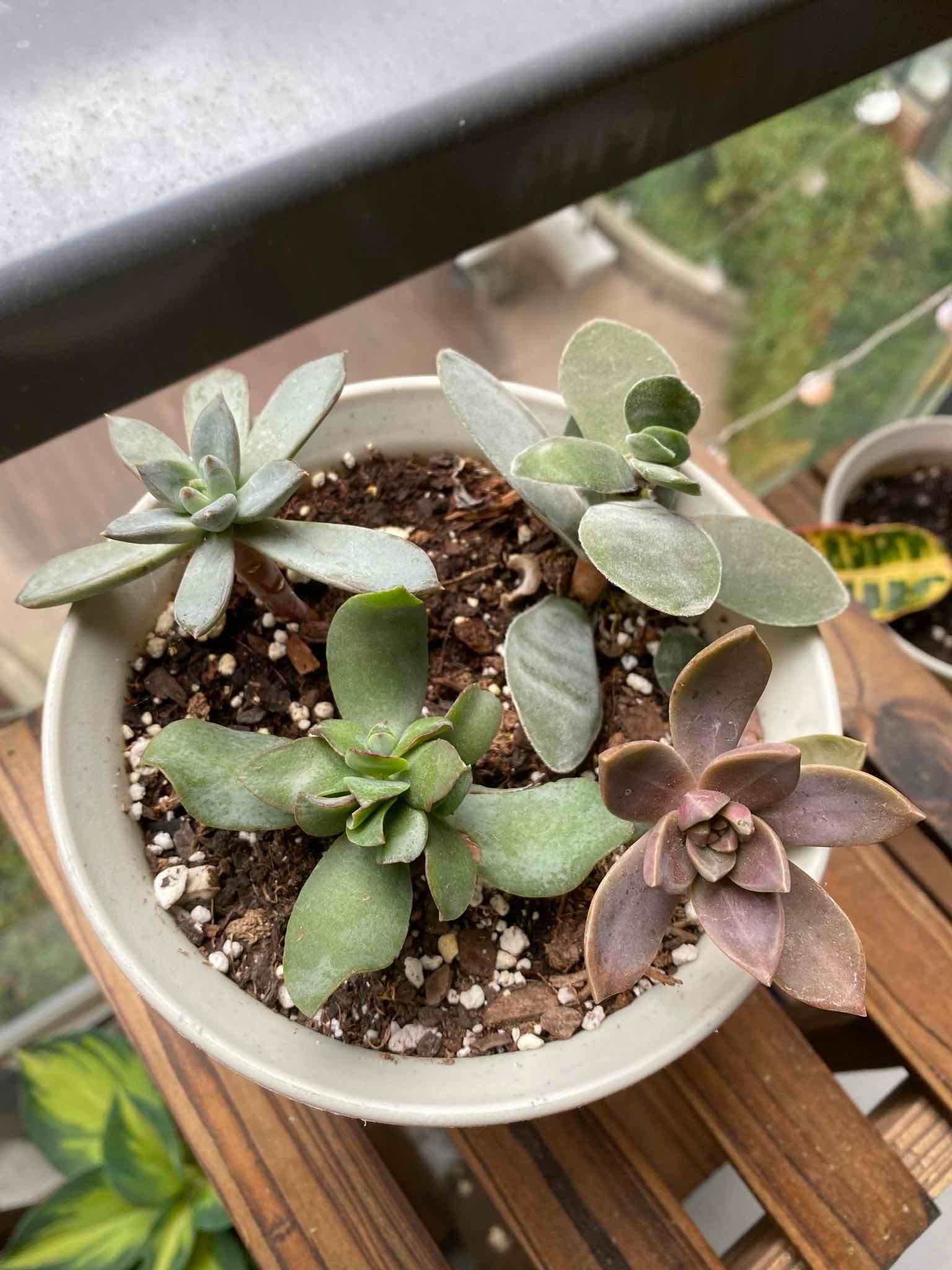 What Do Chinese Jade Flowers Mean? 💰