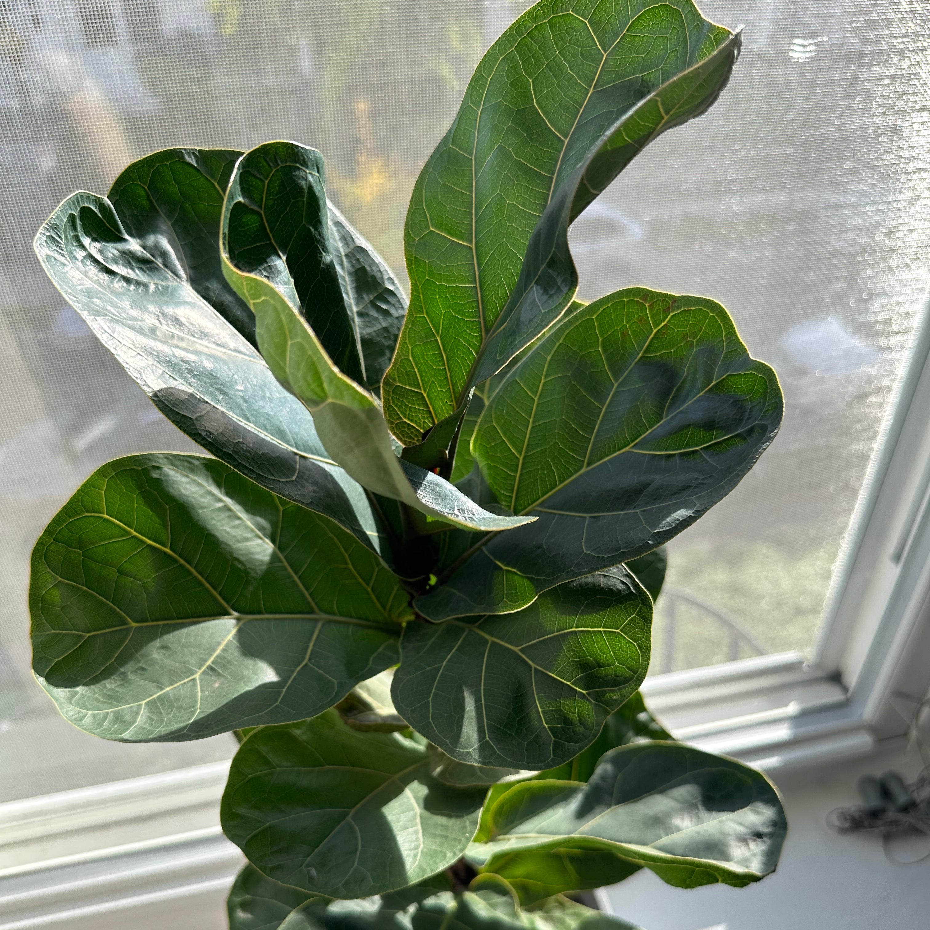 💧 How Much Should I Water My Dwarf Fiddle Leaf Fig?