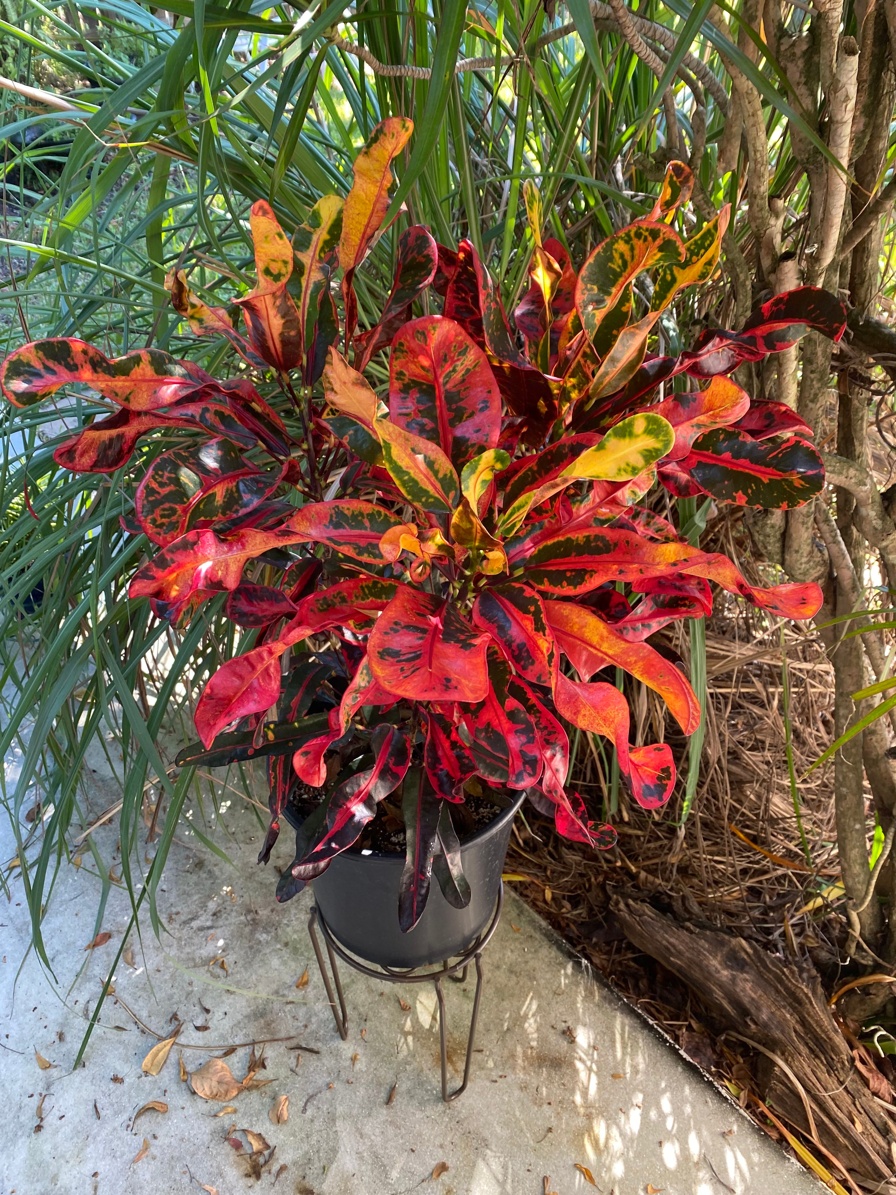 Has anyone ever seen a curly croton like this?!