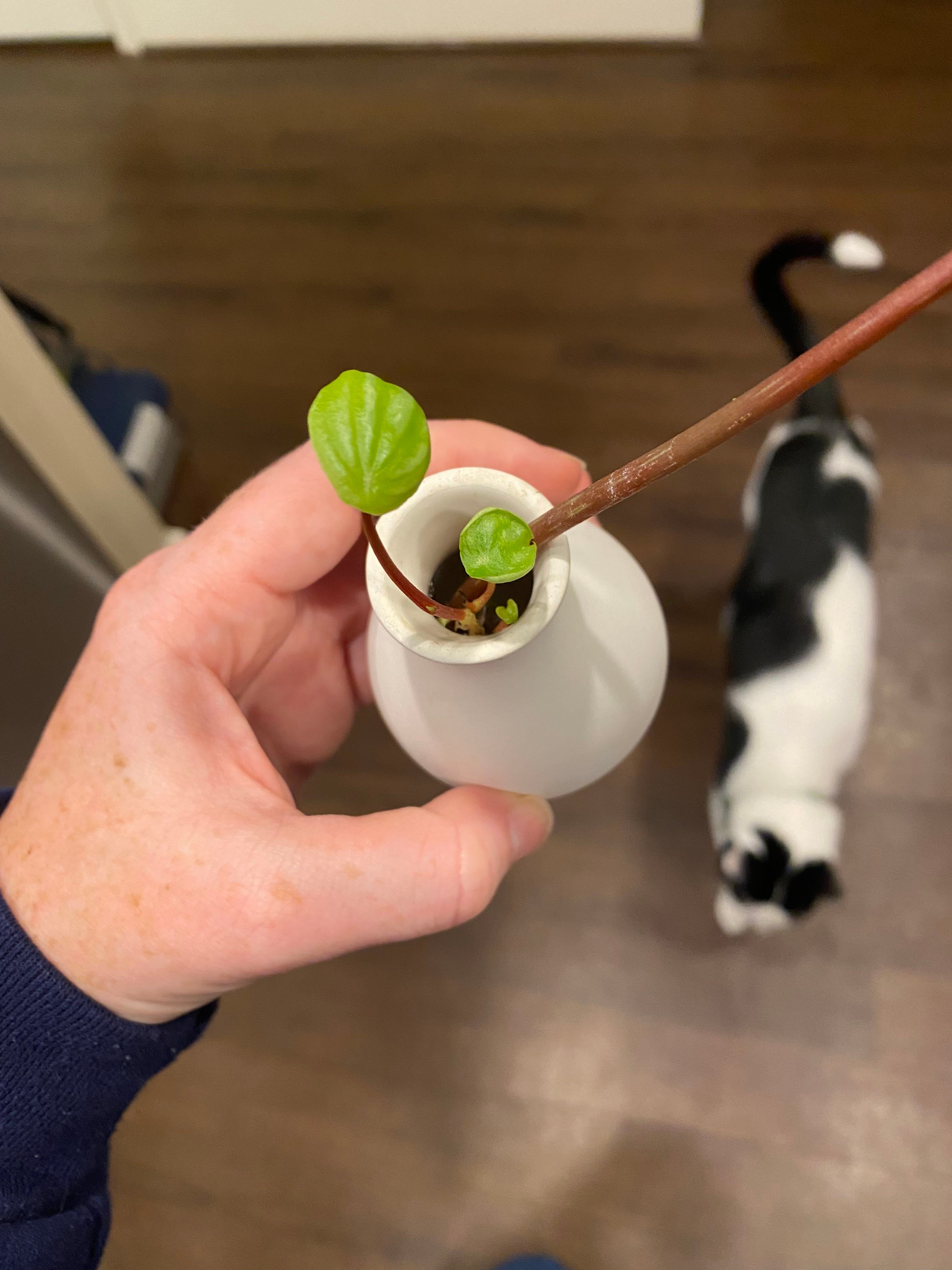 This watermelon leaf pep prop is finally making leaves an...