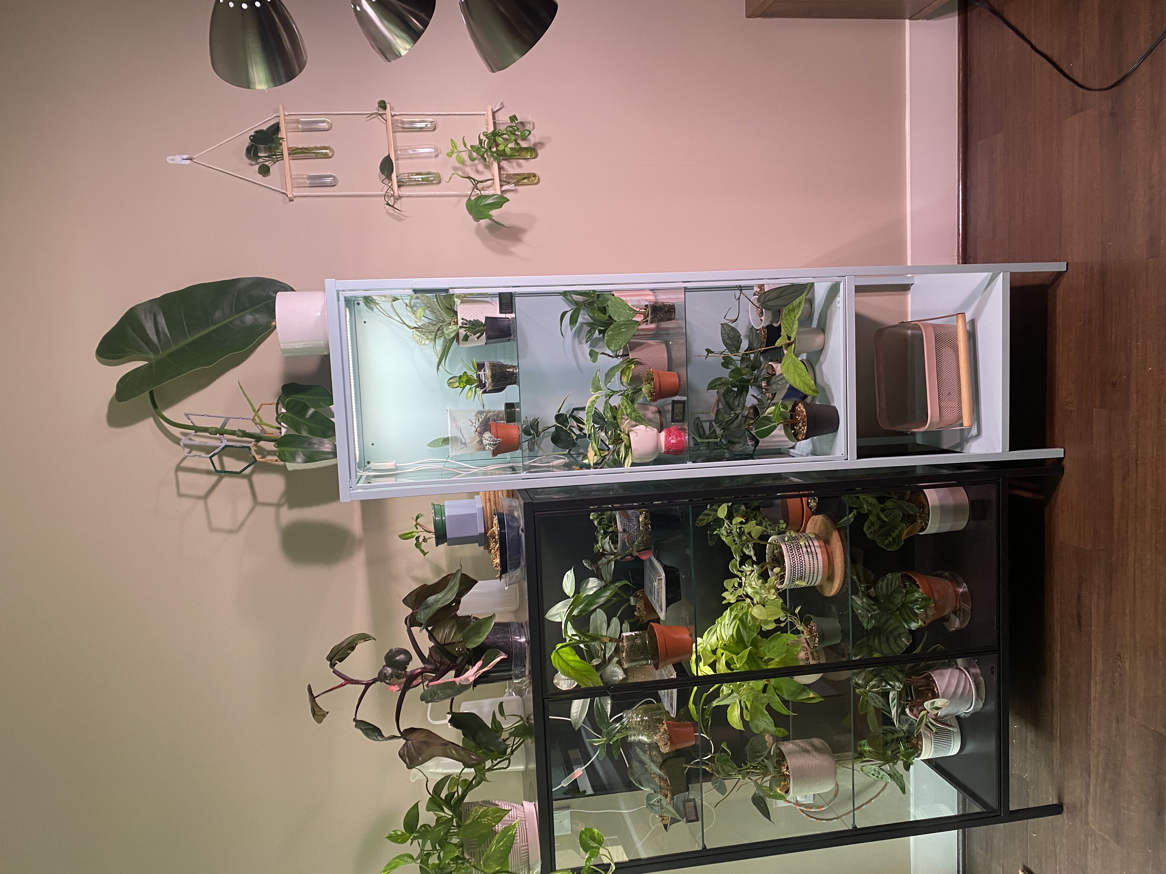 Can you show me your plant set up?
