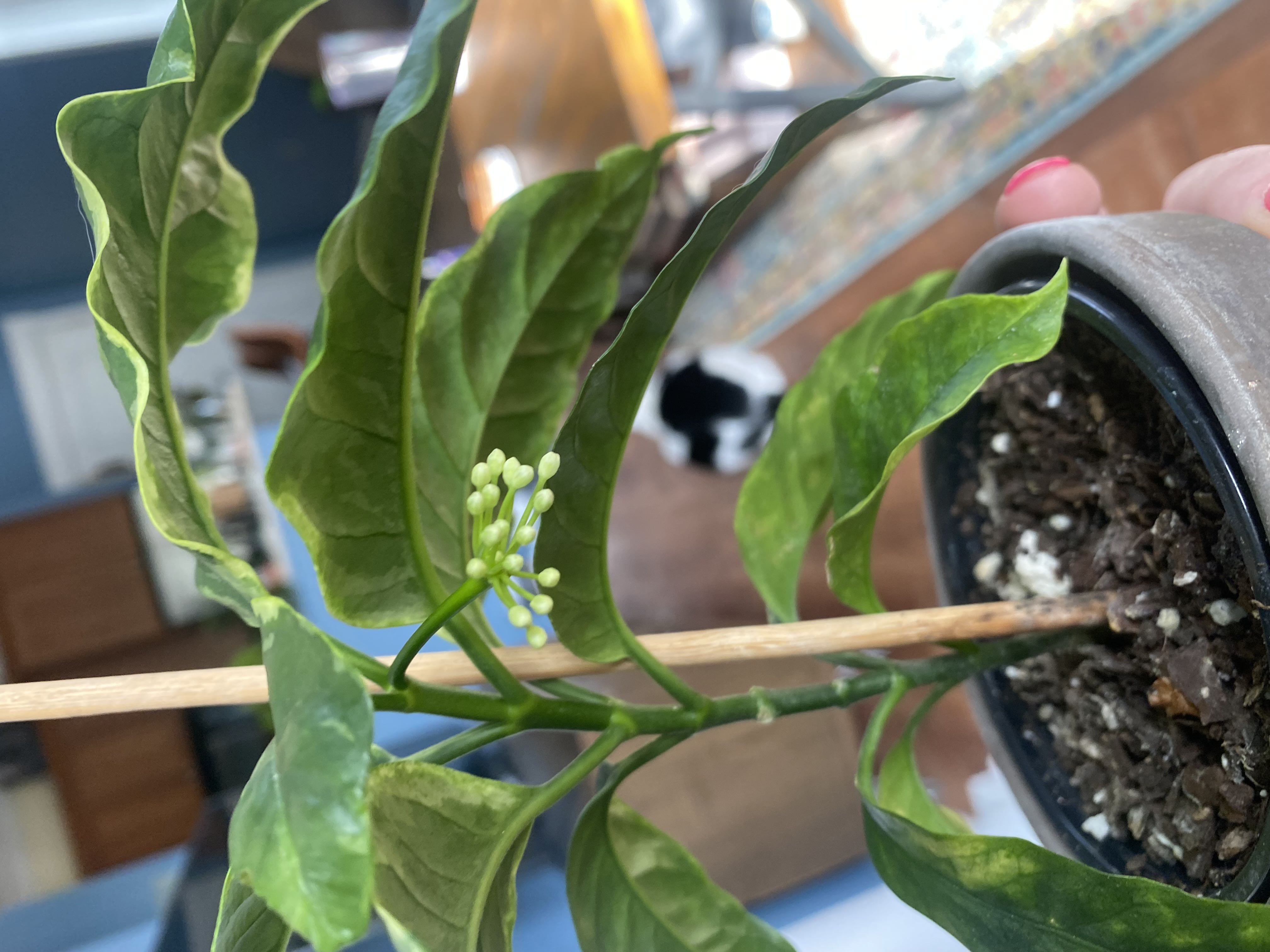 Why Are My Hoya multiflora 'Variegata' Leaves Curling?