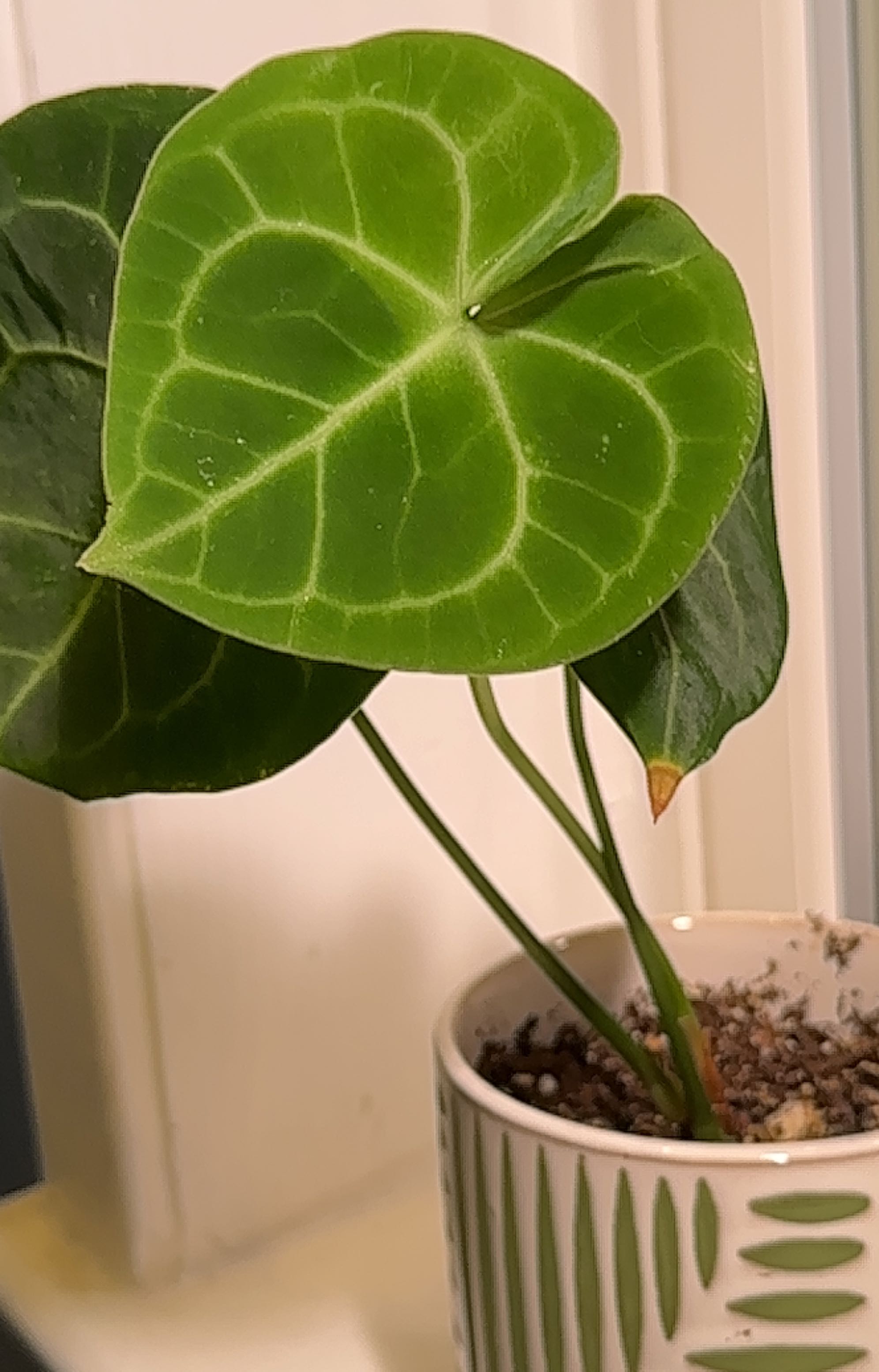 Diagnosing velvet cardboard anthurium root rot