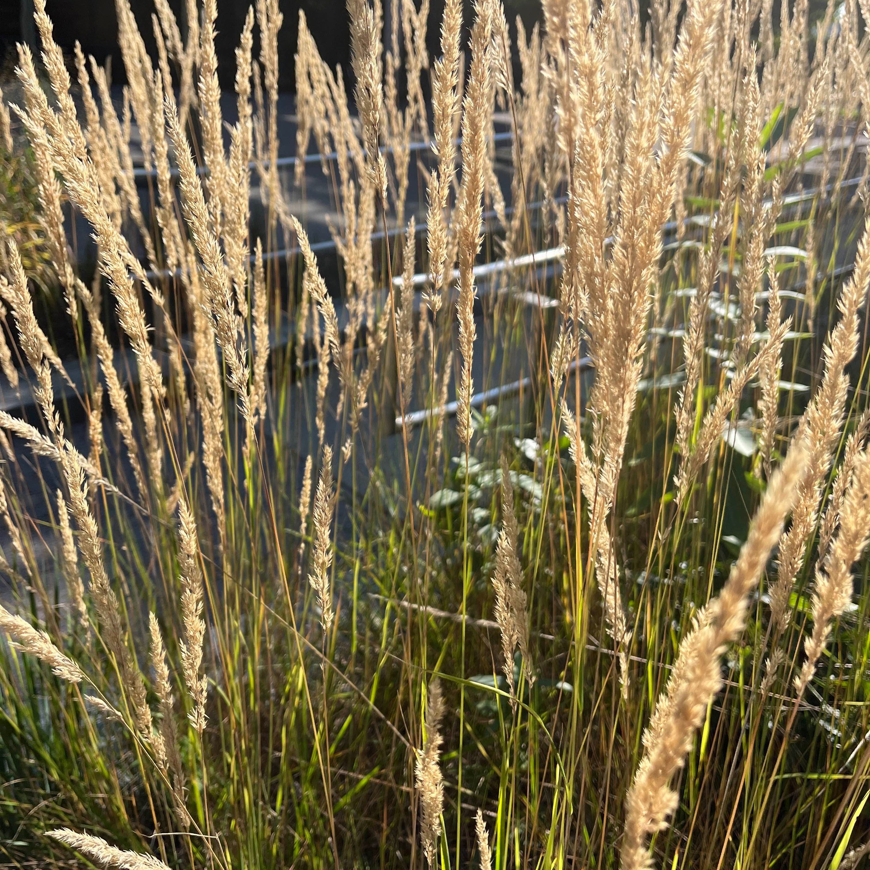Bluejoint Plant Care: Water, Light, Nutrients | Greg App 🌱