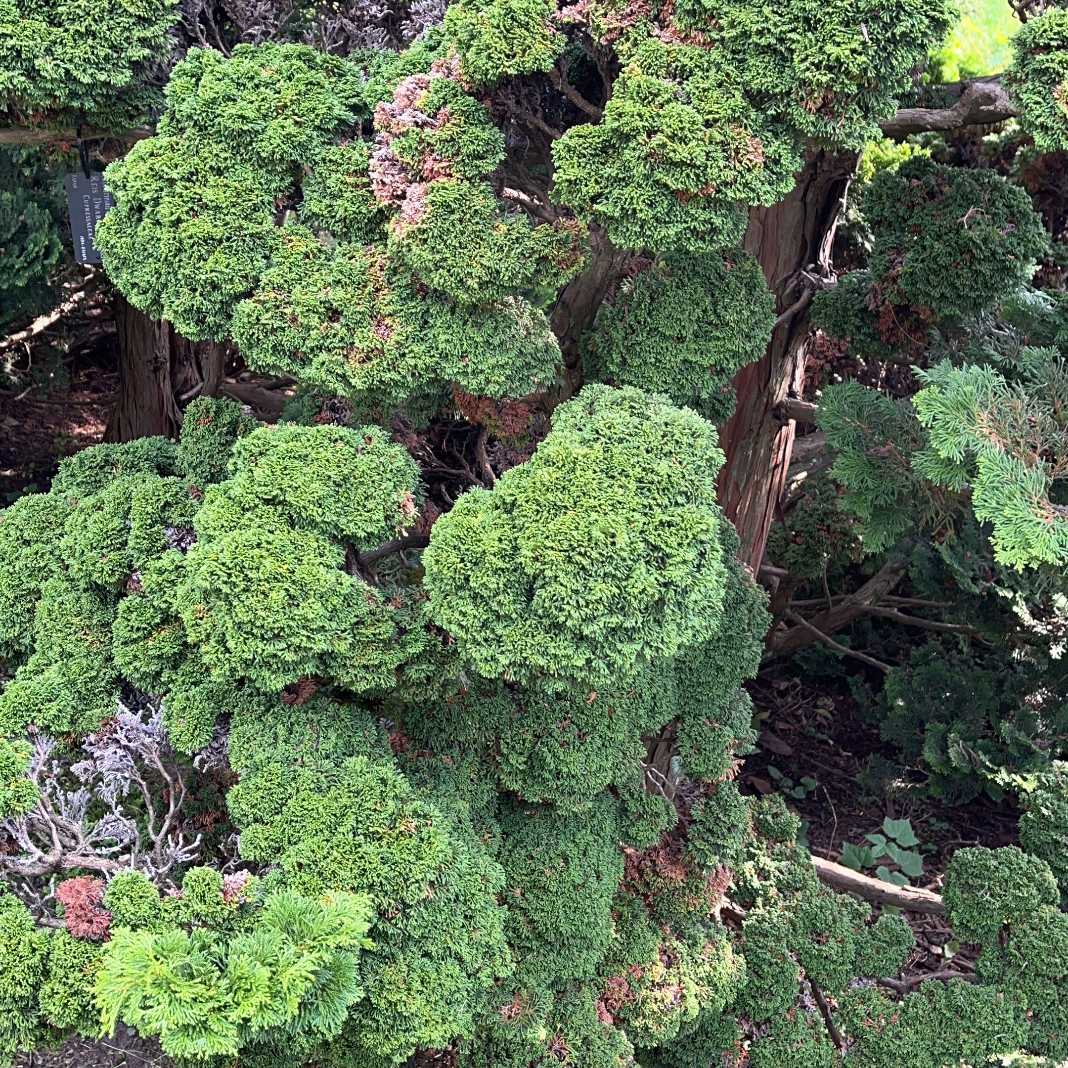 How to Care for Chamaecyparis obtusa: Mastering Water, Sunlight & More