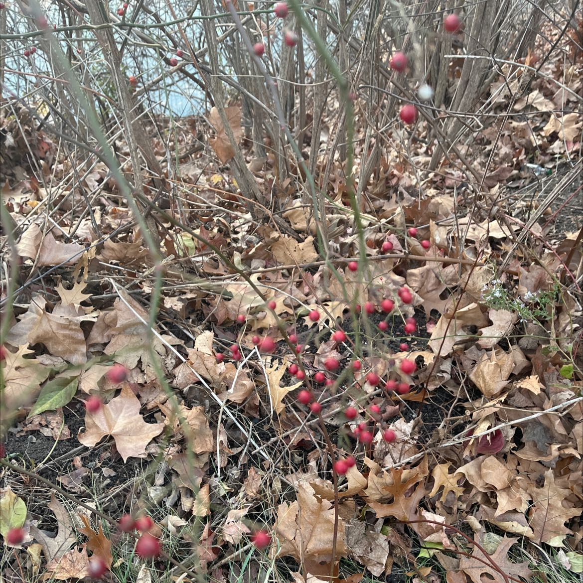 Propagating Your Burning Bush: Step-by-Step Guide