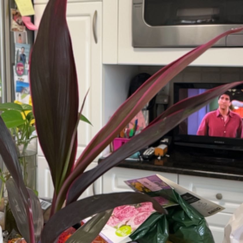 Leaf Erickson | A plant by @ComicRosysedge on Greg