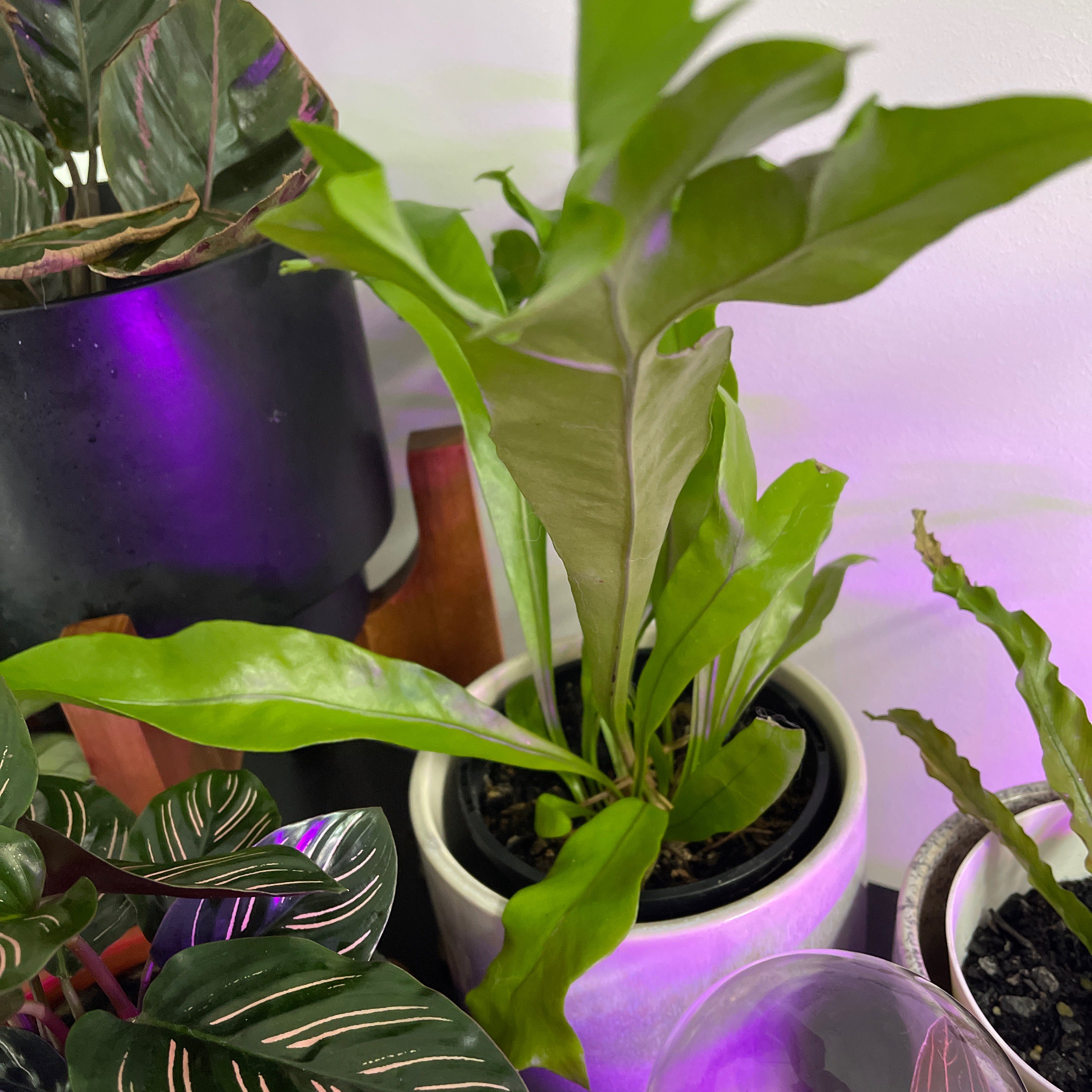 Personalized Green Flame Fern Care: Water, Light, Nutrients | Greg App