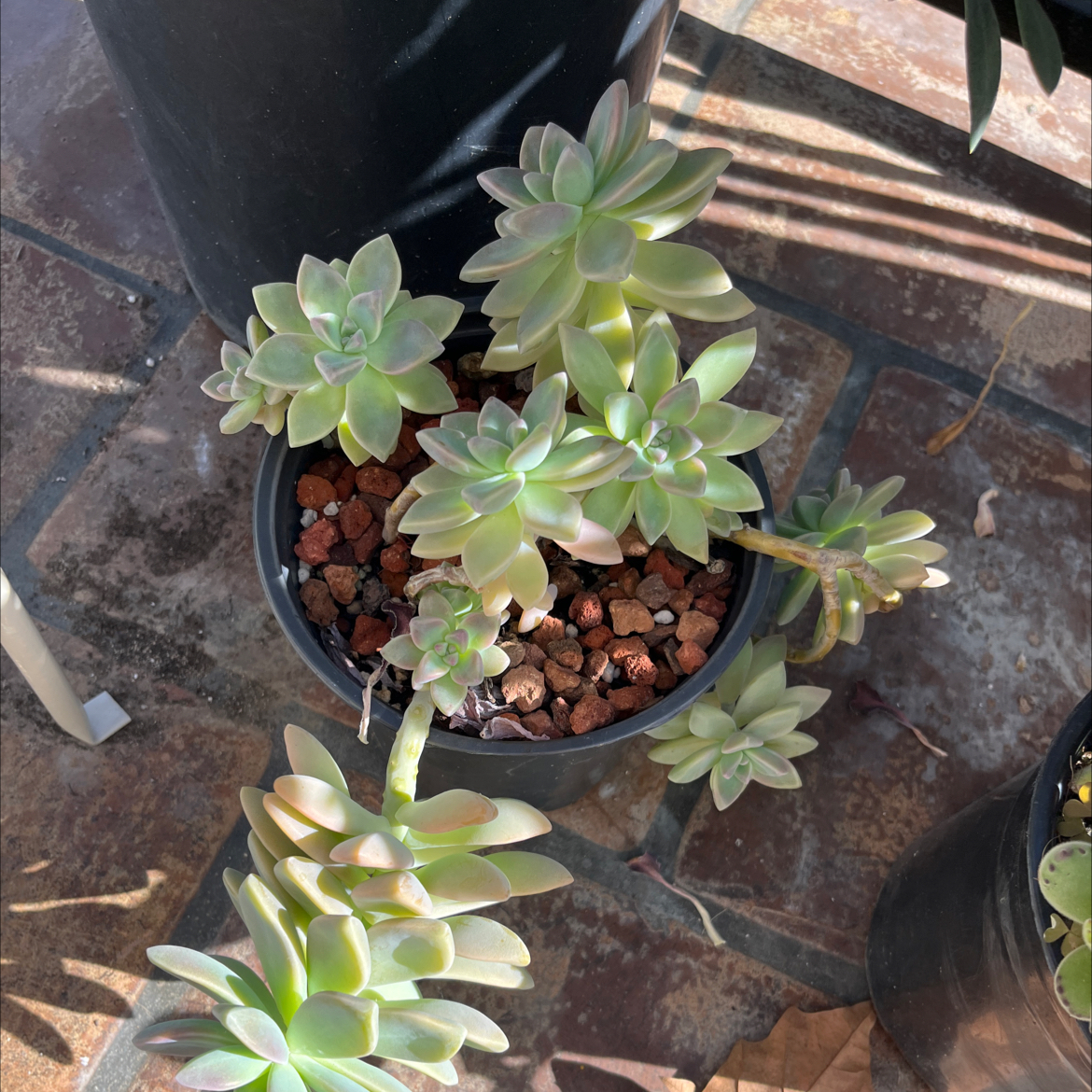 Tolkien | A plant by Inga on Greg