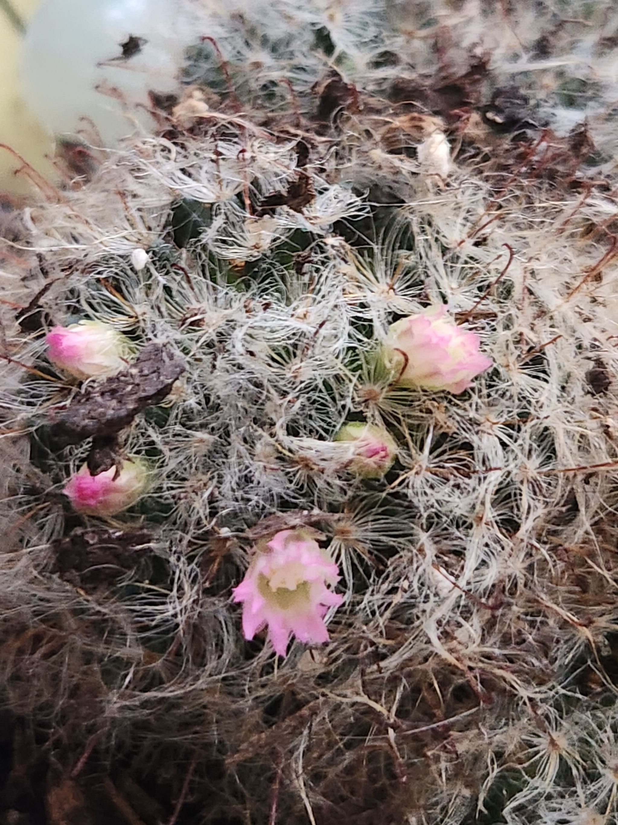 Black Spots on My Silver Cluster Cactus Leaves