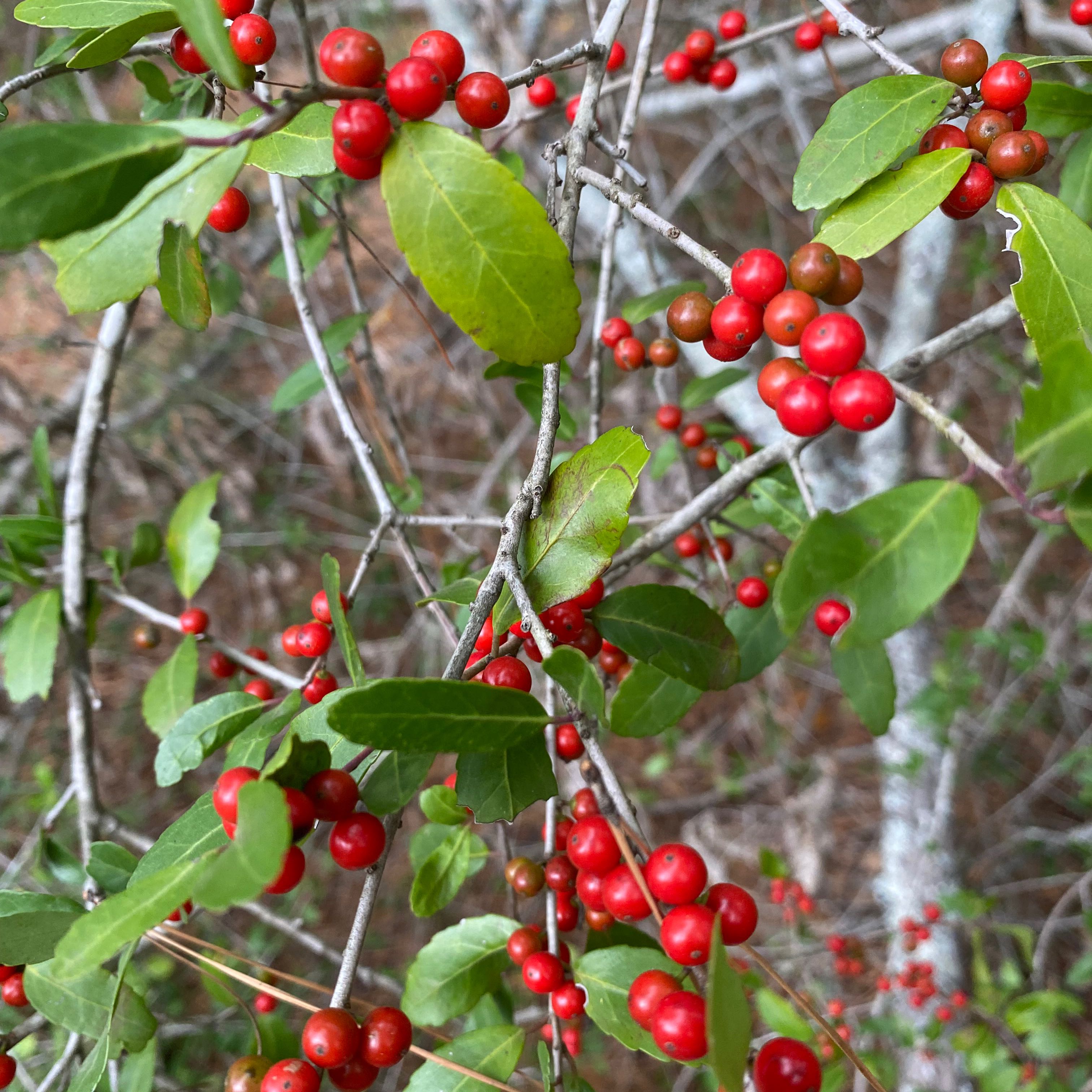 When and Where Should I Trim My Yaupon?