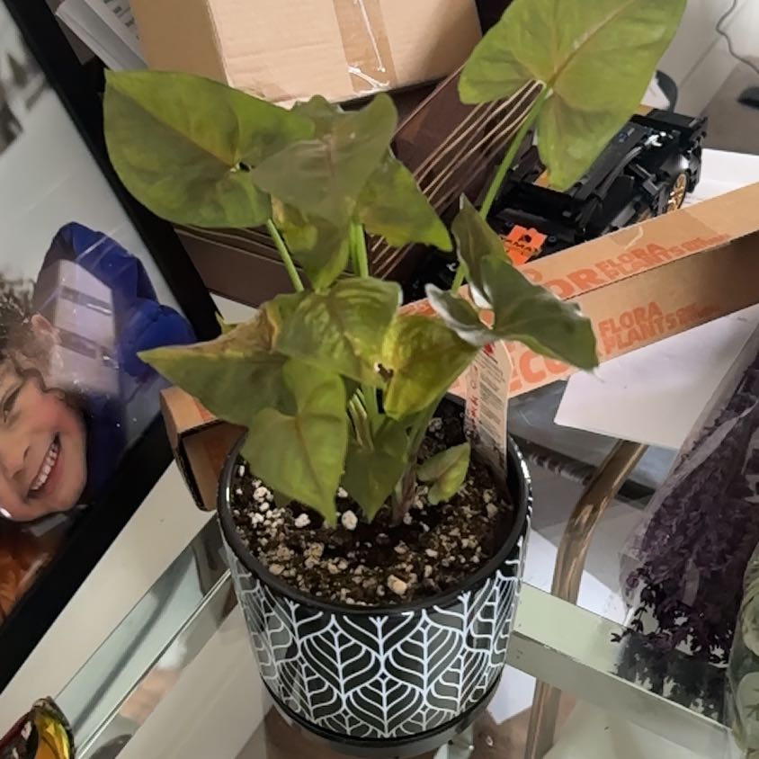 maria arrowhead plant Care 101: Water, Light & Growing Tips