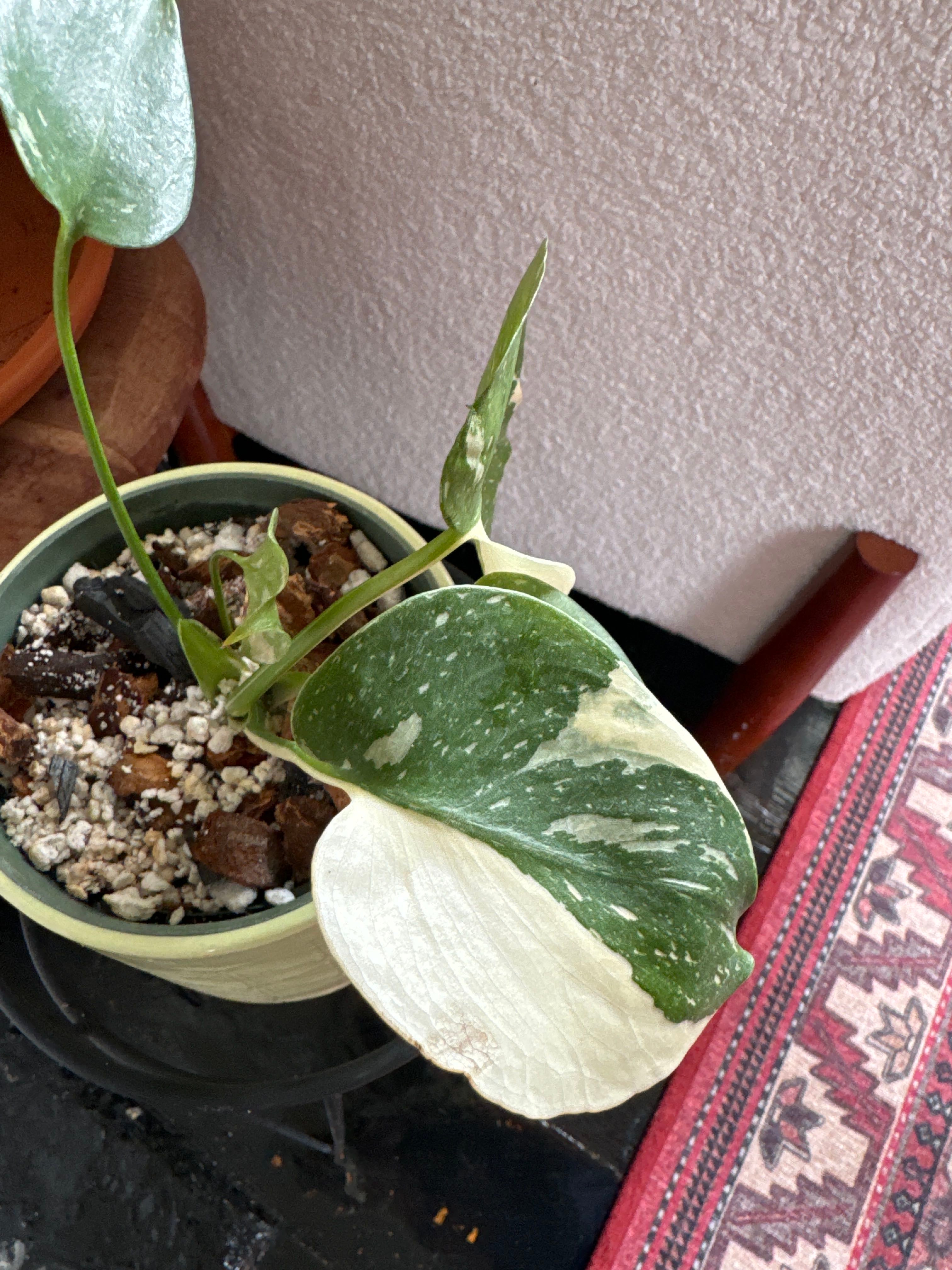 Why Are My Monstera dubia 'Green Form' Leaves Mushy?