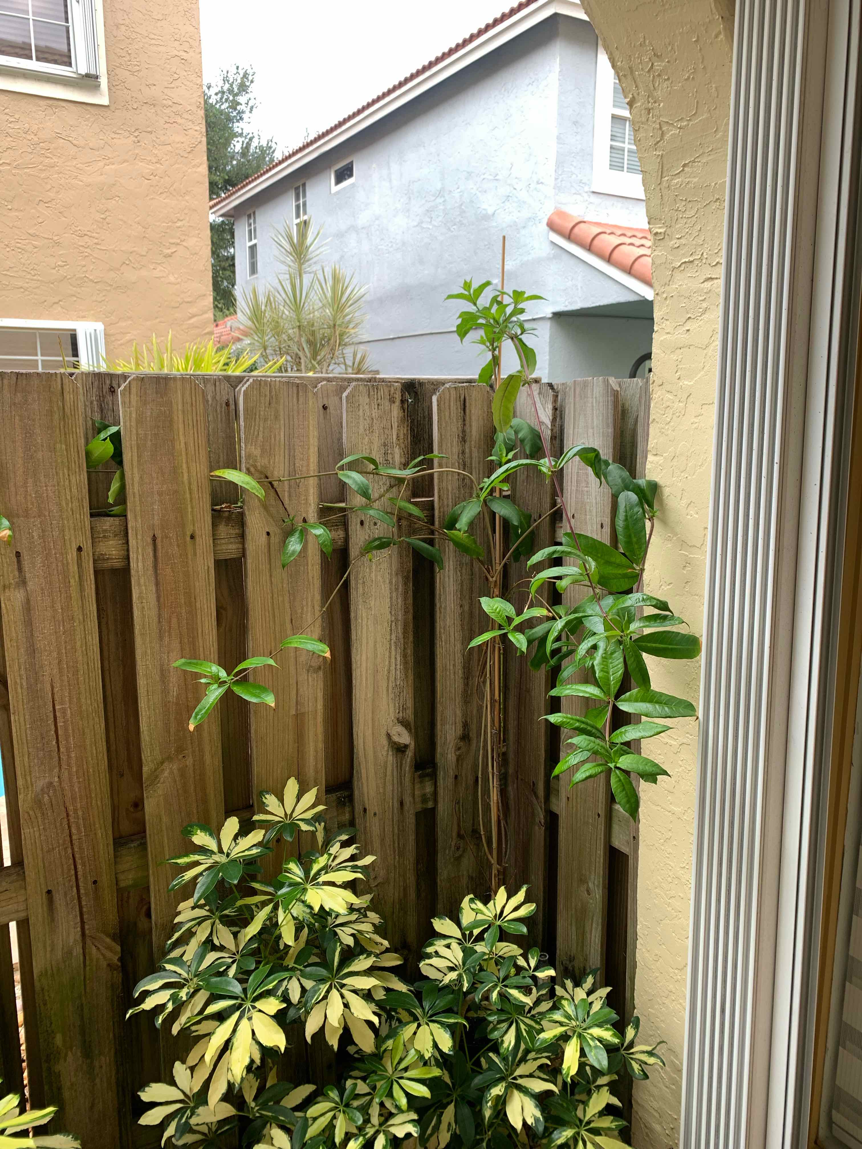 Propagating My Golden Trumpet: Step-by-Step Guide