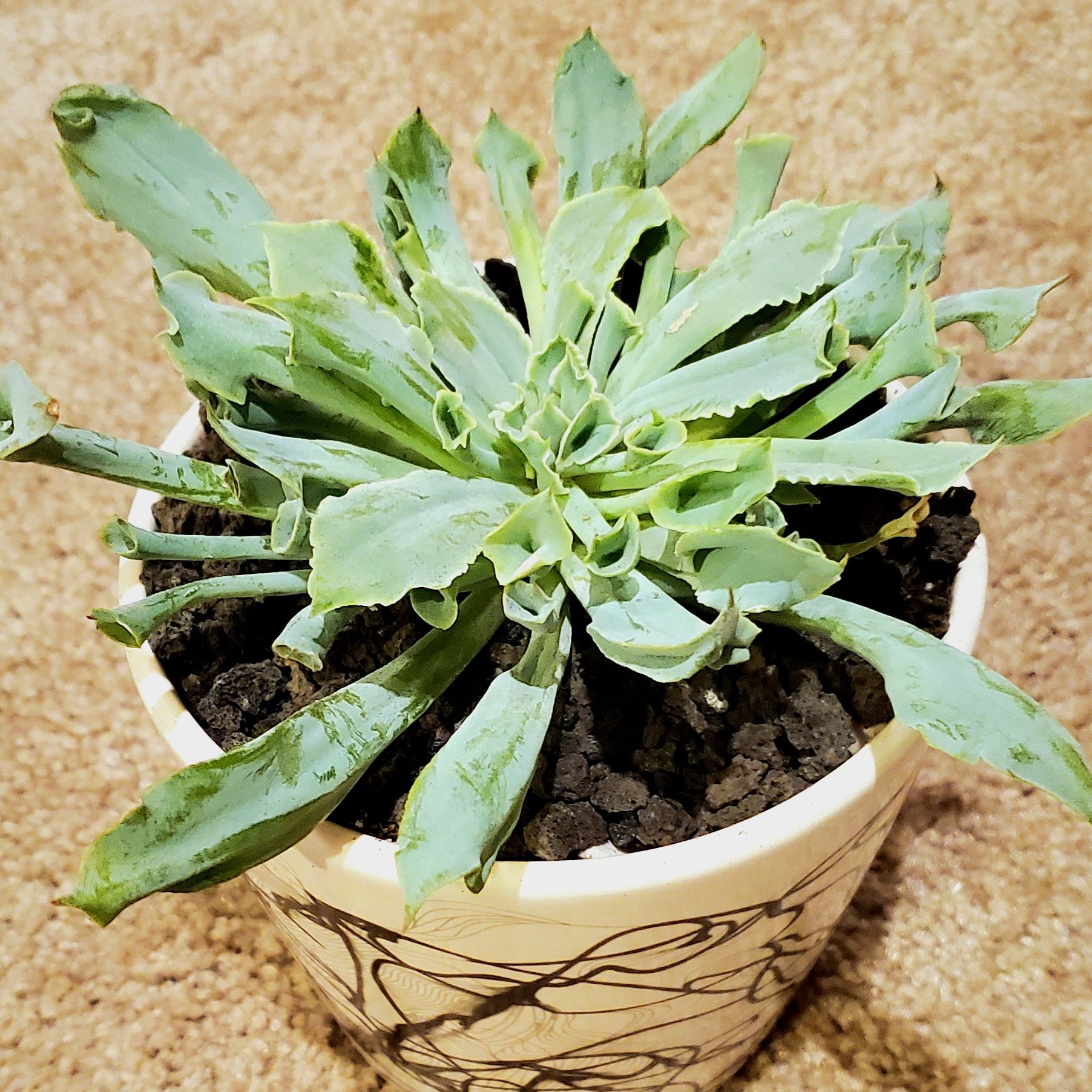 The Complete Echeveria 'Blue Spurs' Plant Care Guide: Water, Light & Beyond