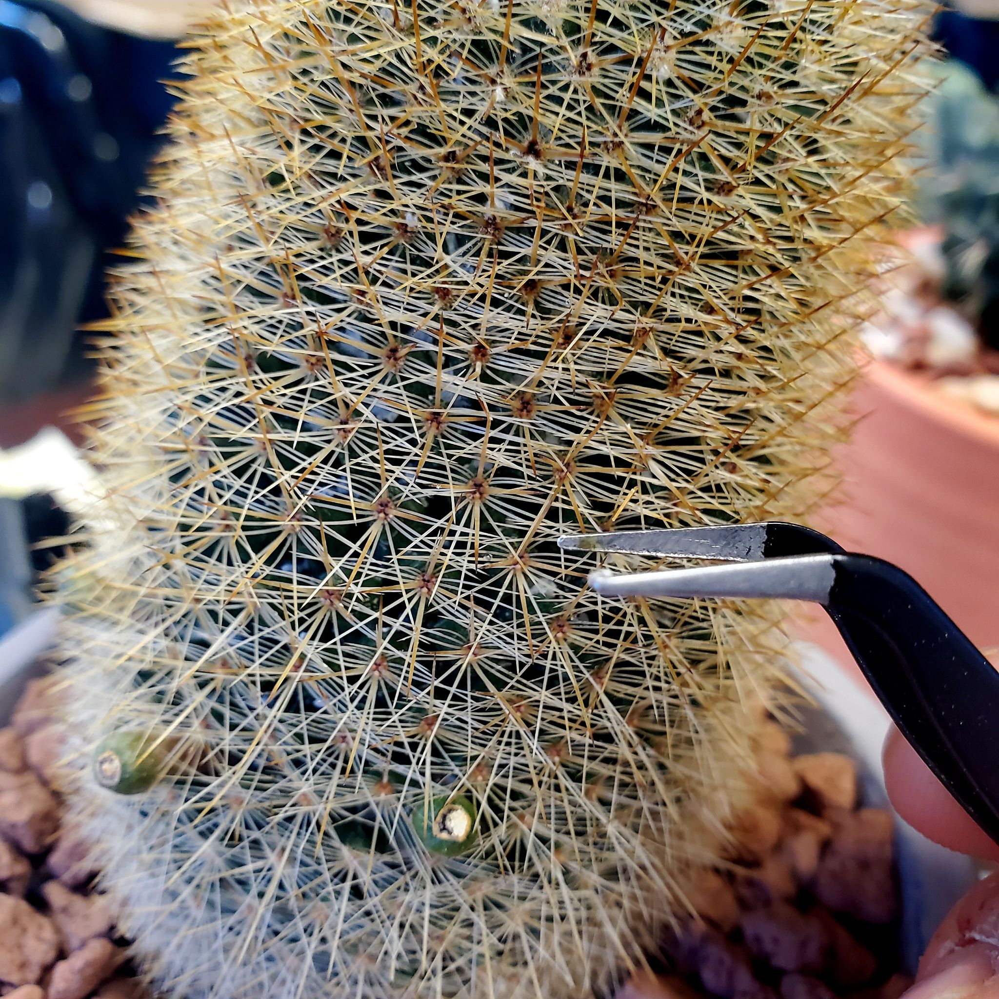 The Complete Globe Cactus Plant Care Guide: Water, Light & Beyond