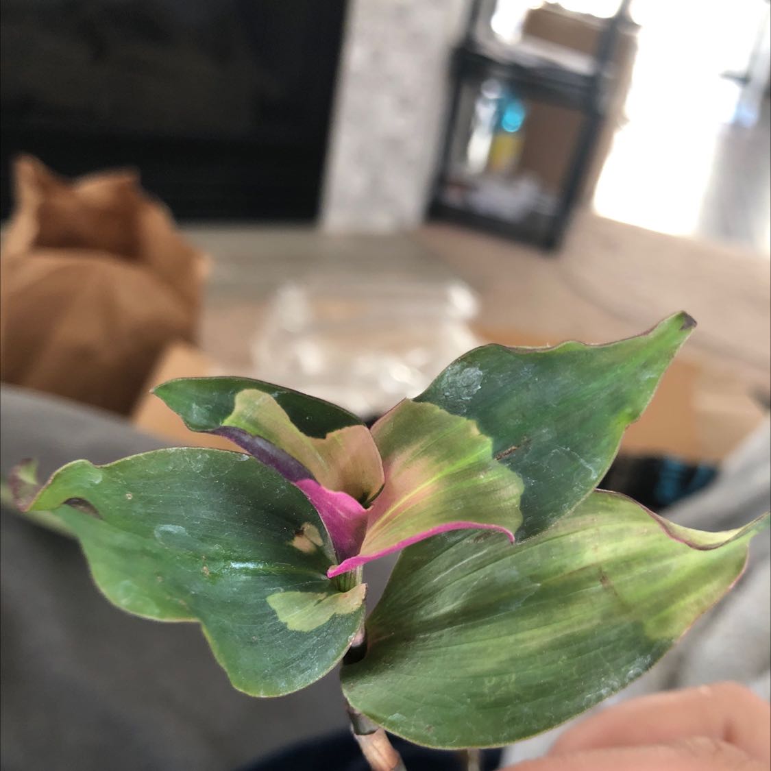 Why Are There Brown Spots on My Tradescantia Blushing Bride?