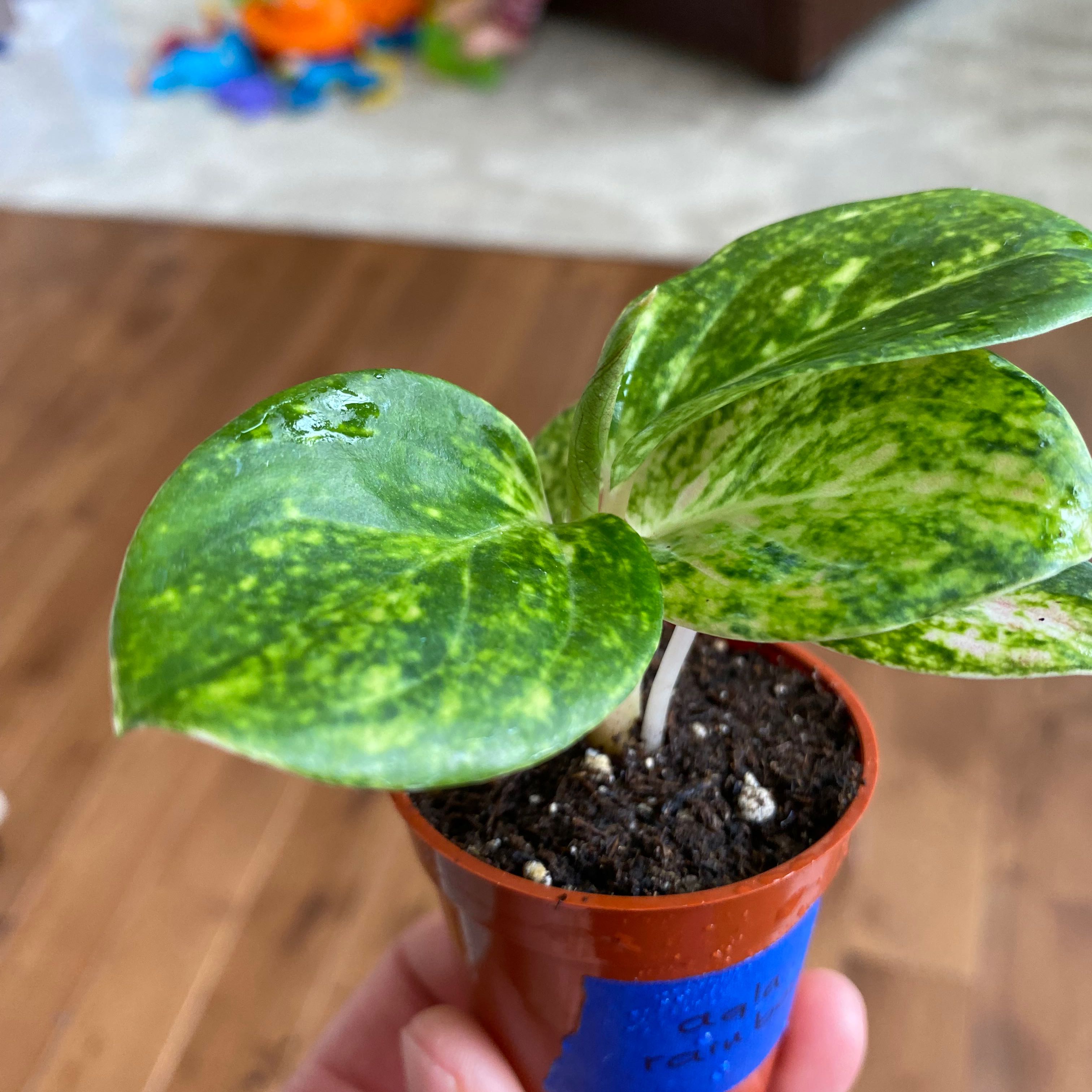 Aglaonema 'Ruby Ray' Plant Care: Water, Light, Nutrients | Greg App 🌱