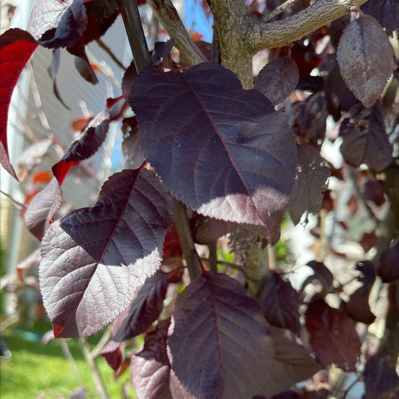 🍒 Why Are There Brown Spots on My Cherry Plum Leaves?