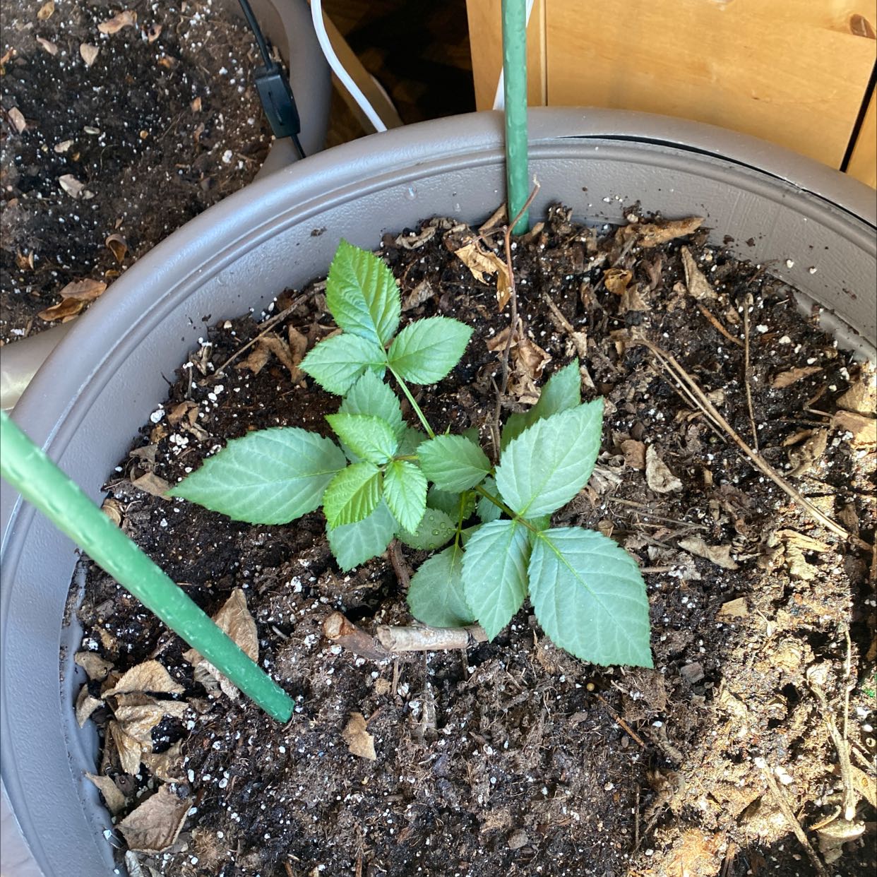 Why Are There Black Spots on My Black Raspberry Leaves? ⚫