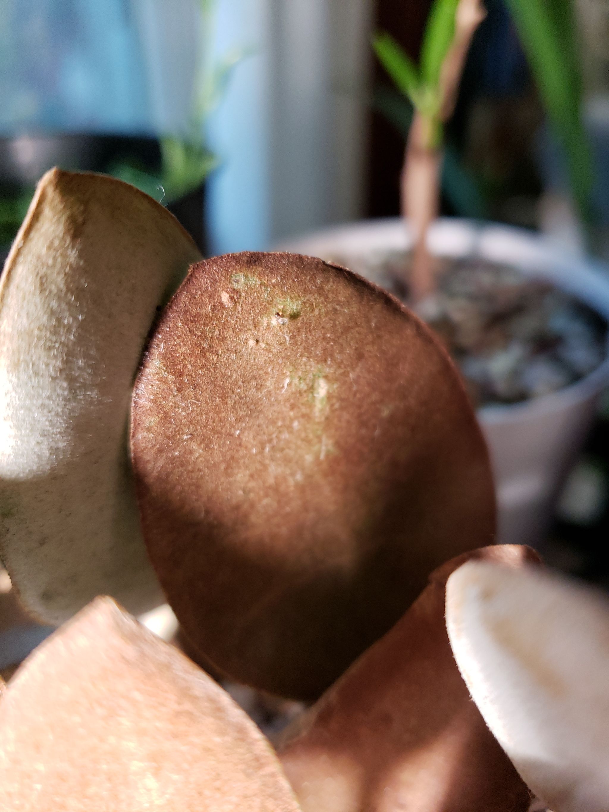 Copper Spoons Plant Care: Water, Light, Nutrients | Greg App 🌱