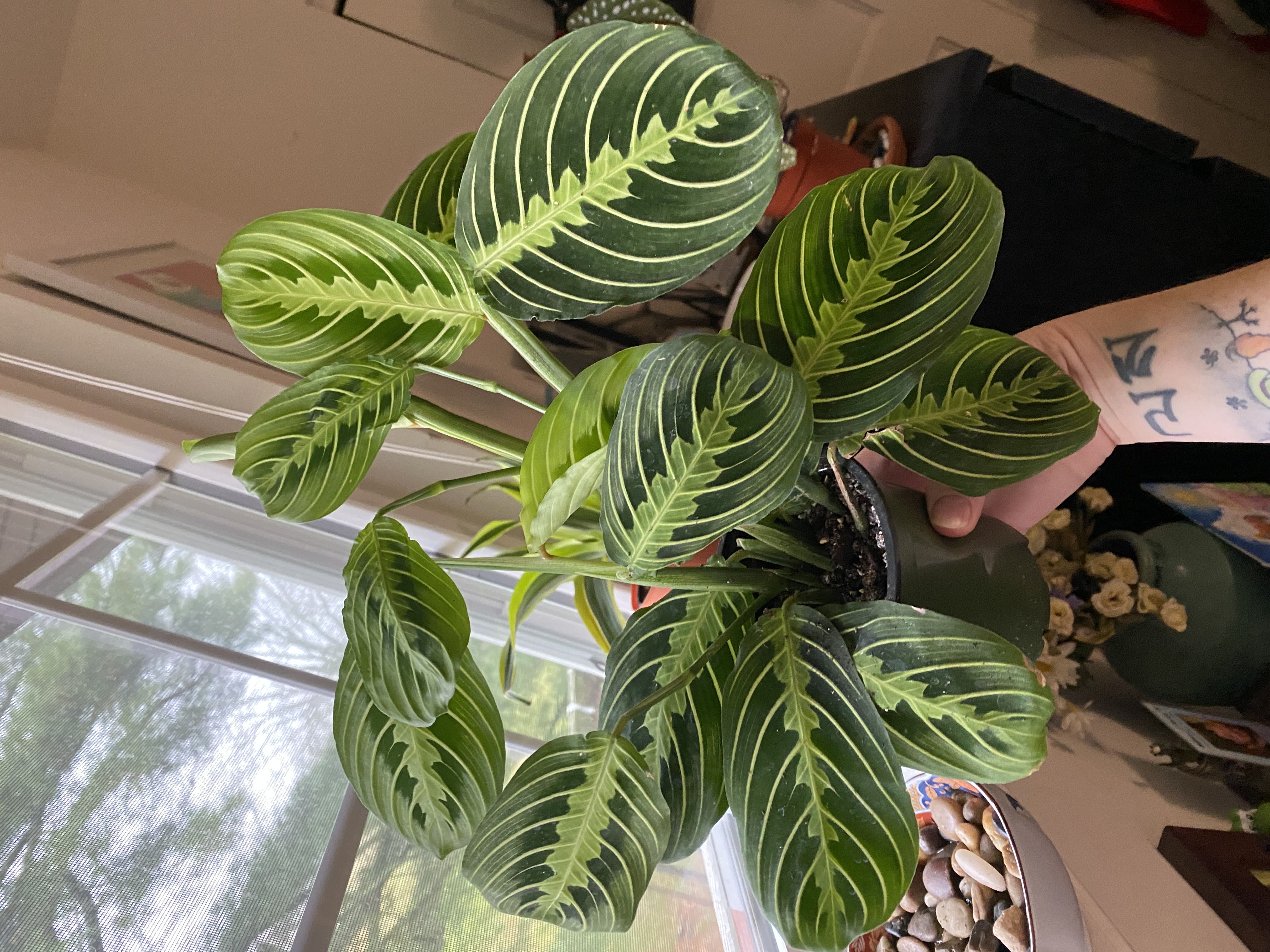 Lemon Lime Prayer Plant Care 101: Water, Light & Growing Tips