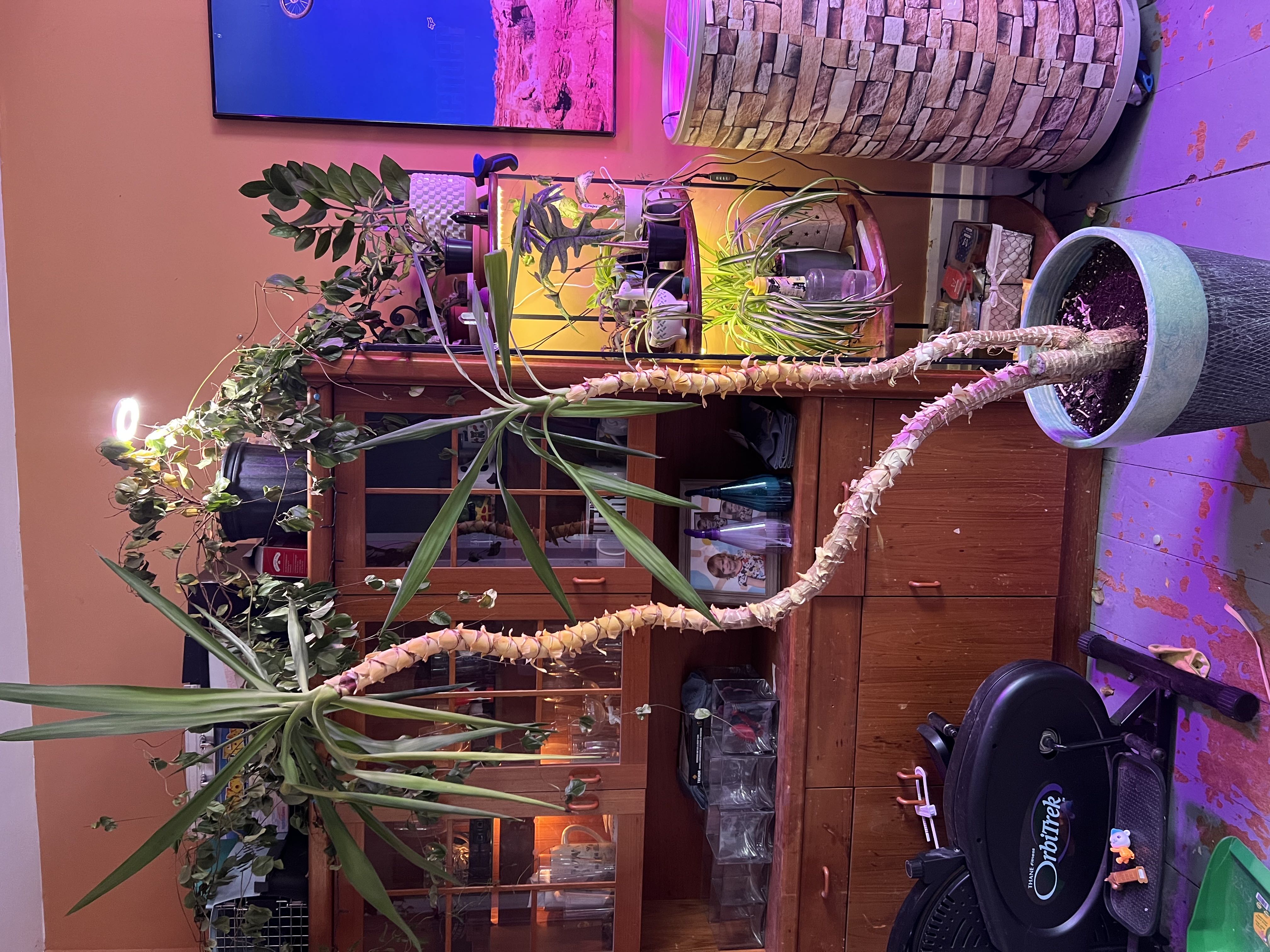 Yucca or dragon tree?