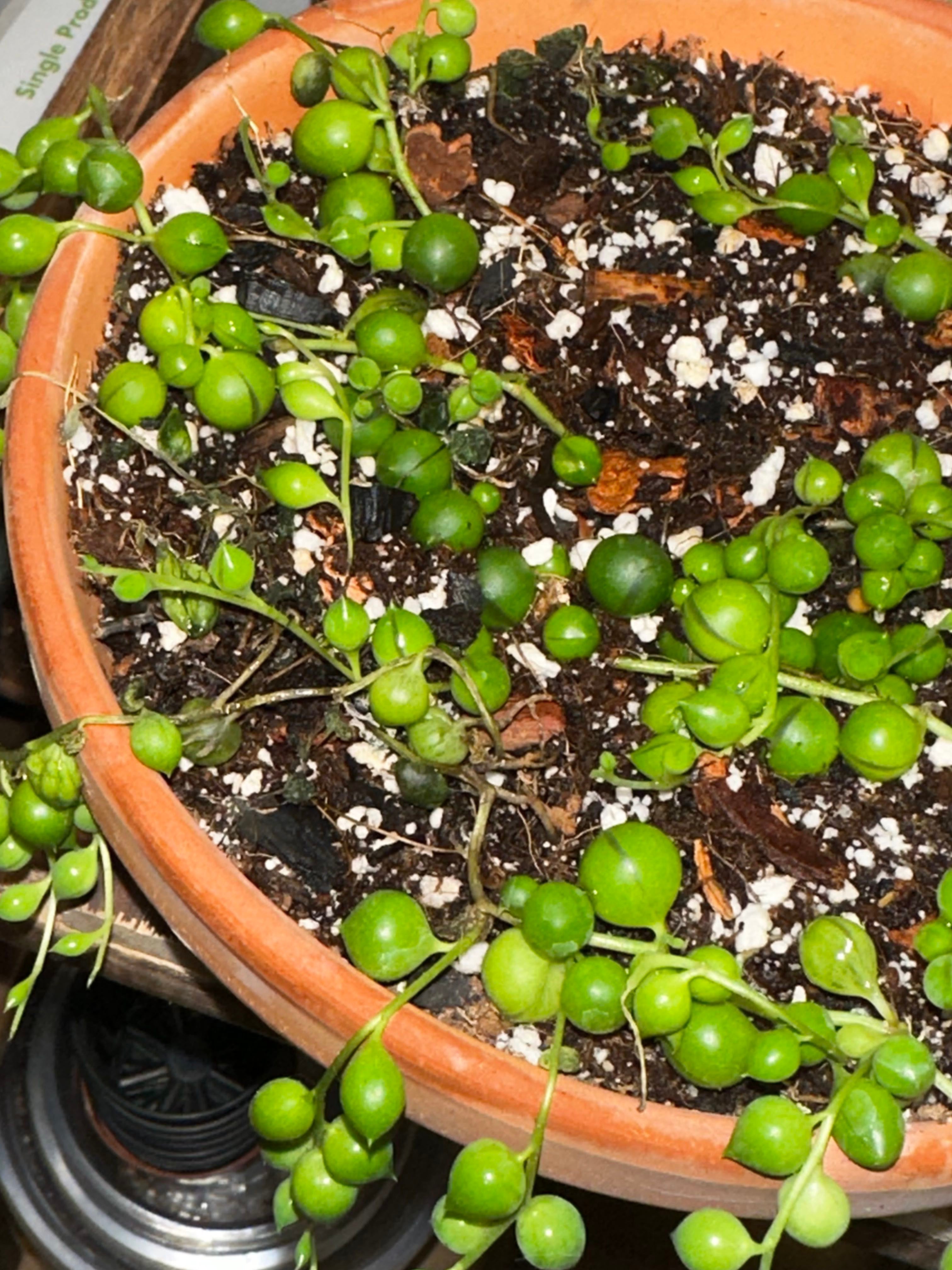 Why are the tops of the strings dying?