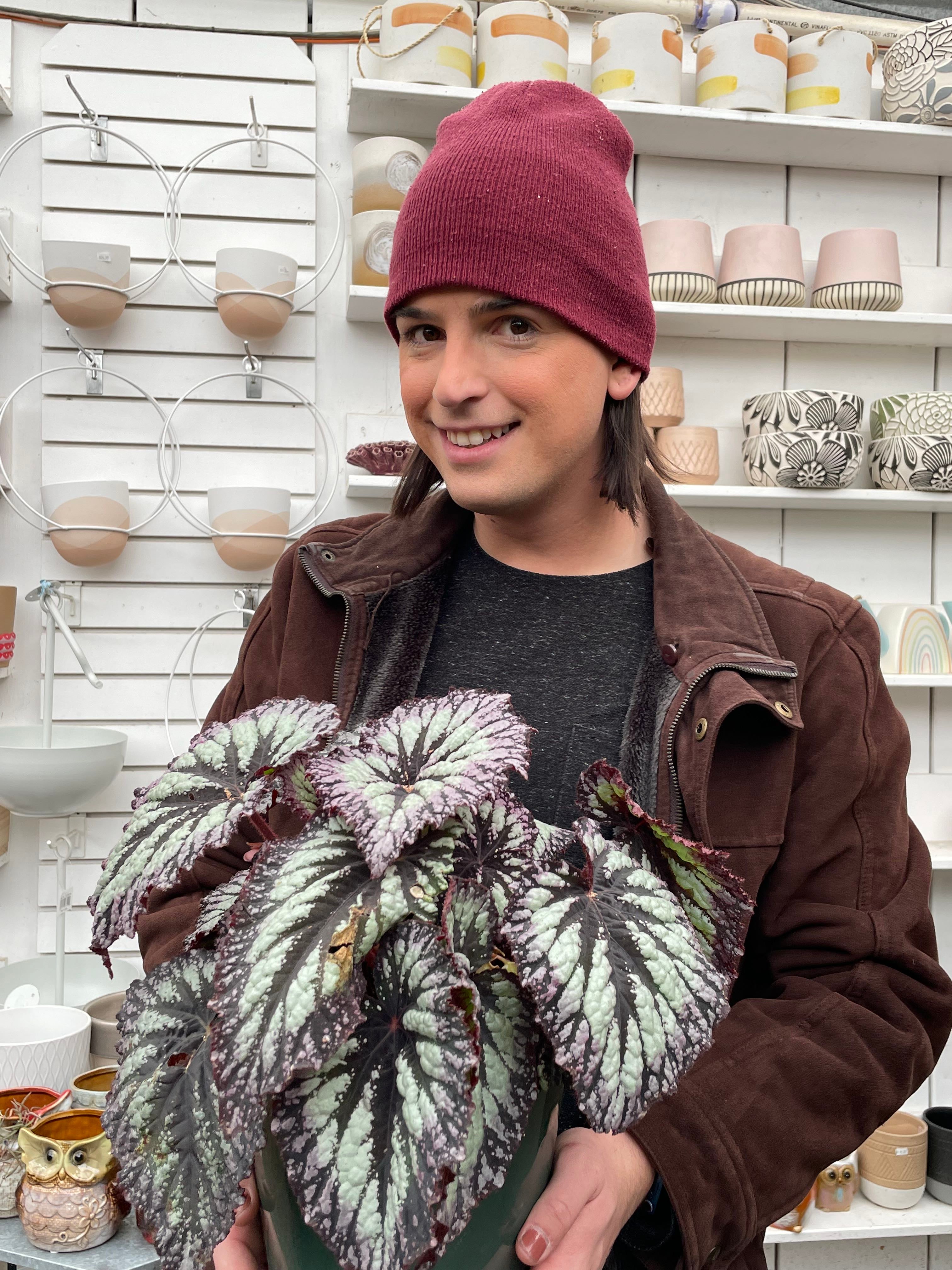 Rex Begonia 'Harmony's Taste of Poison': How Much Water & Light Does it ...