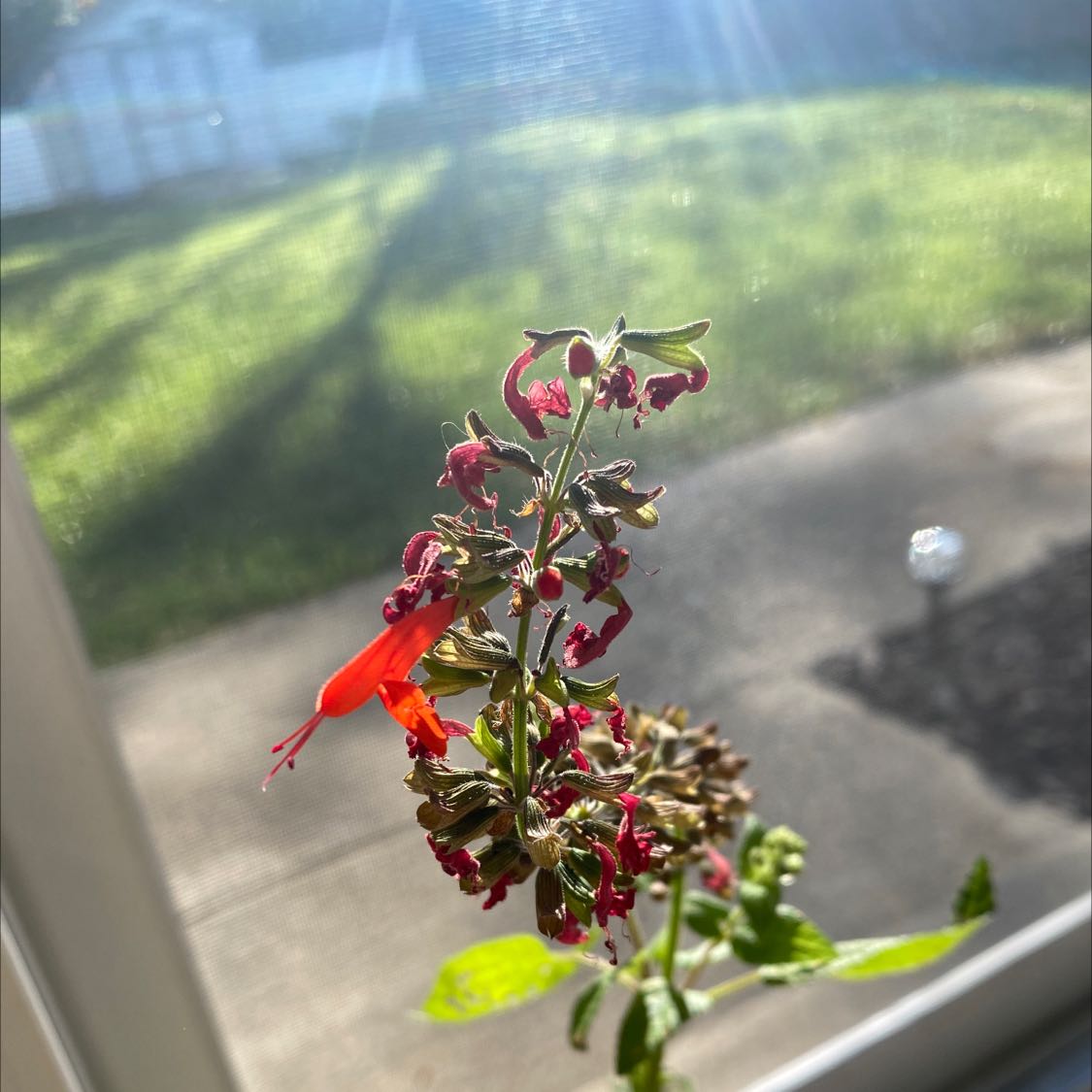 💀 How Can You Tell If A Blood Sage Is Dying?