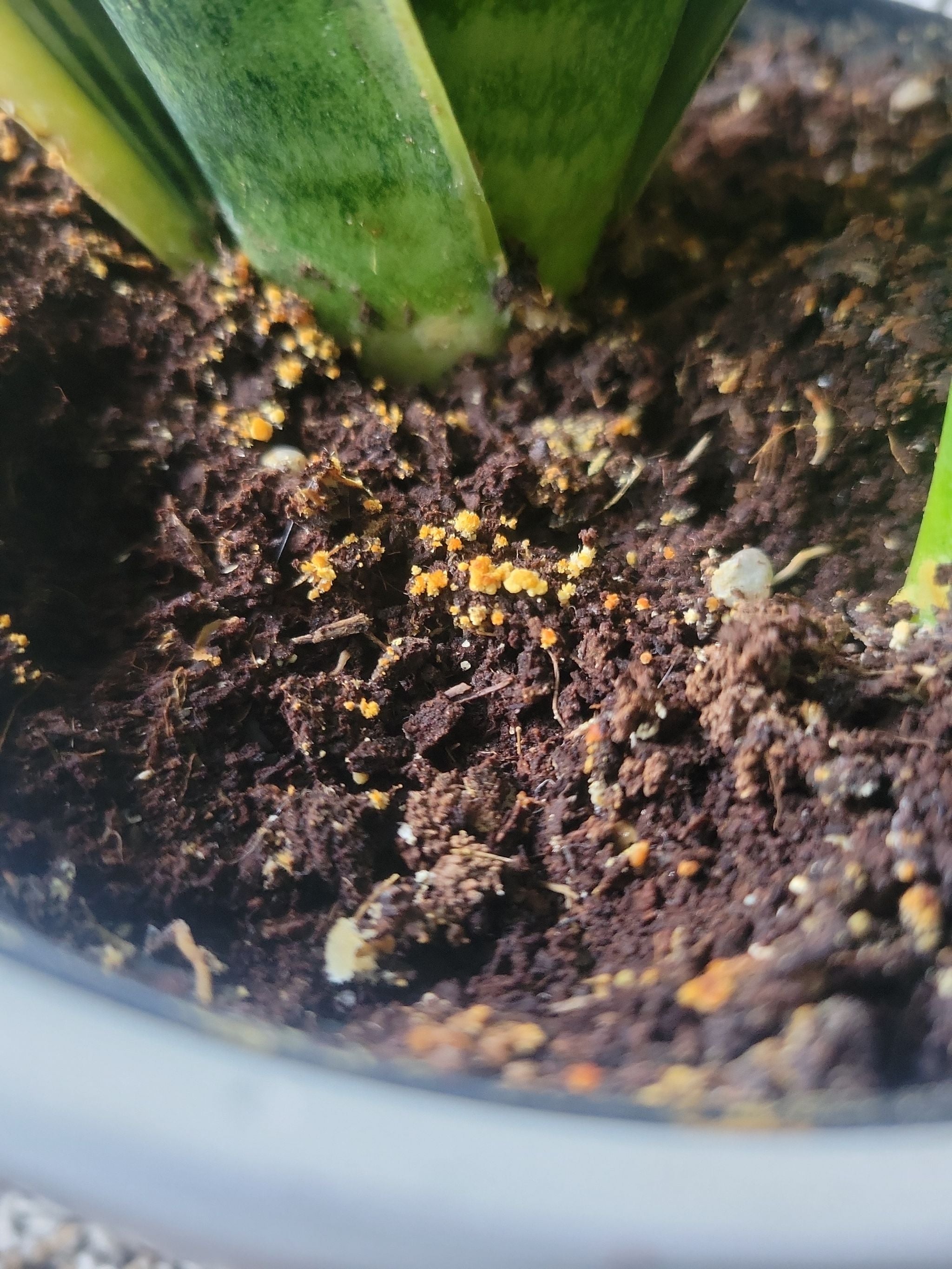 Weird orange growth on soil... what is