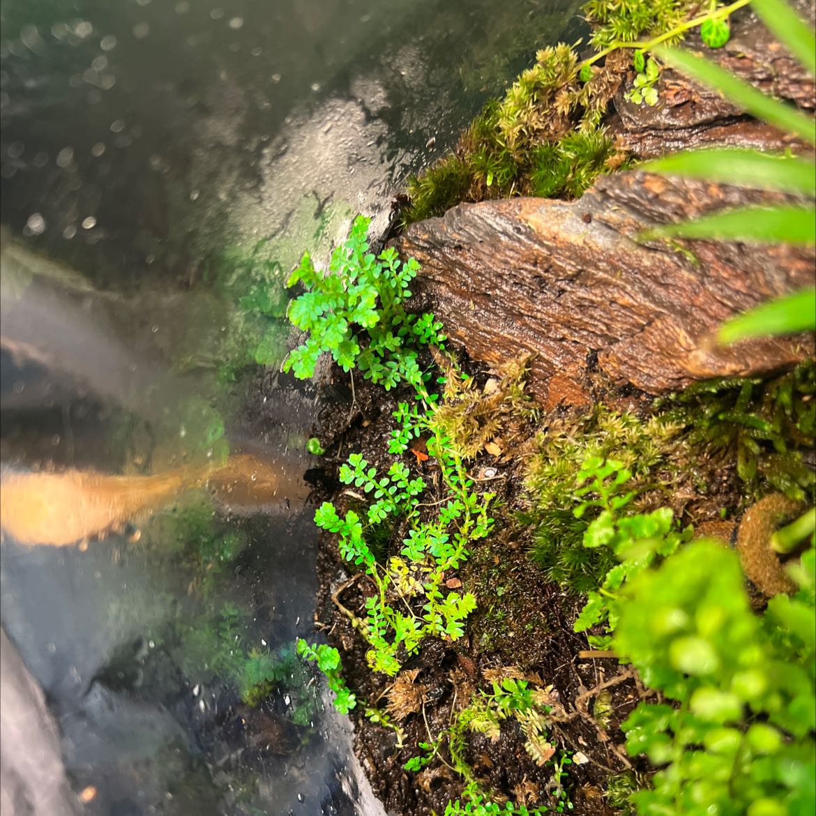 Soil Recommendations for Peacock Moss