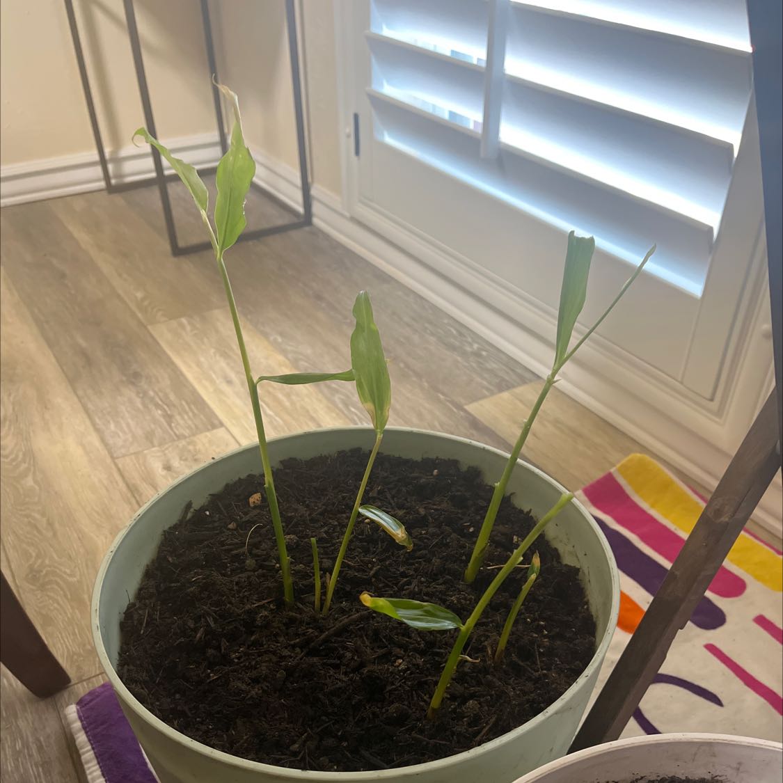 Why Are There Brown Spots on My Ginger Root?