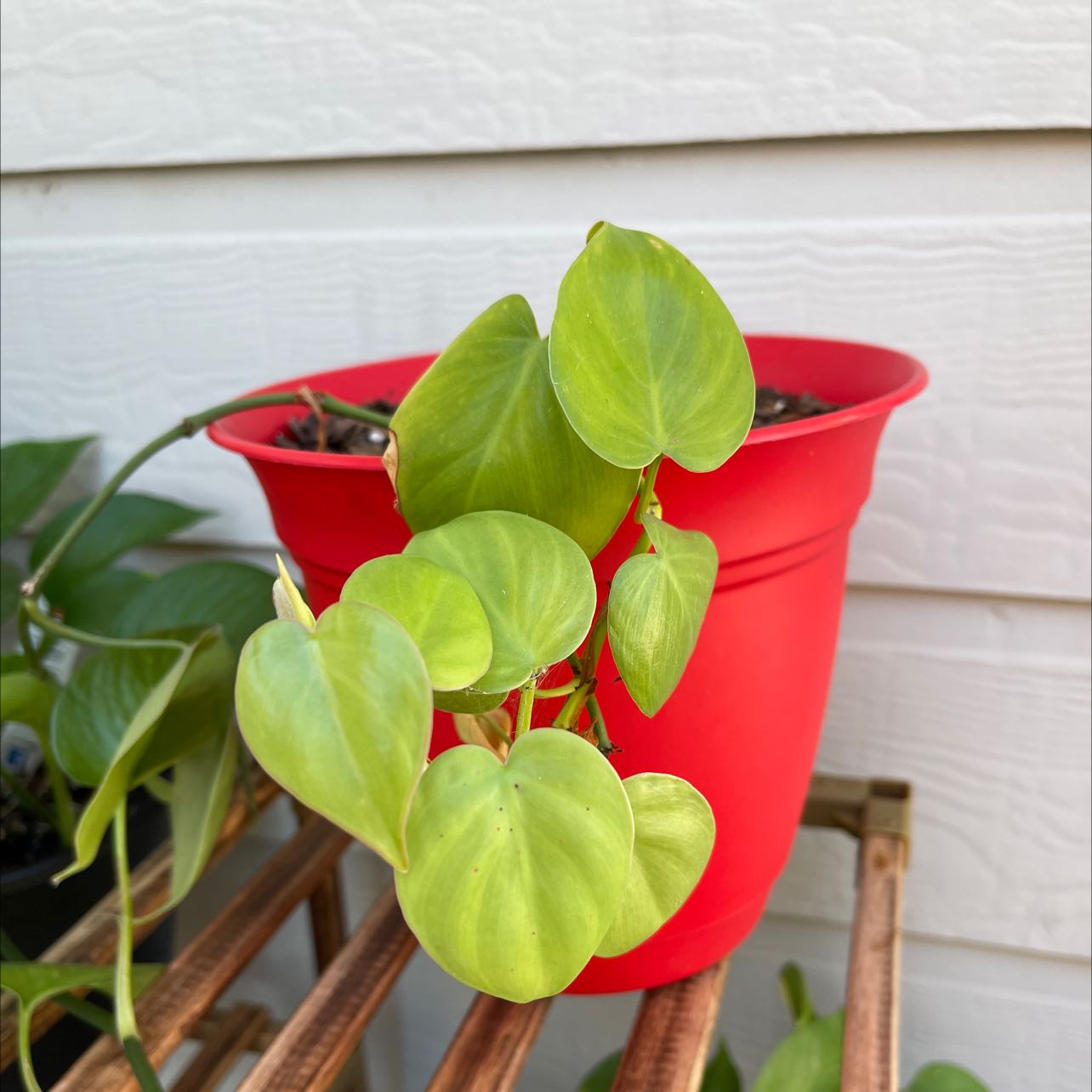 Philo | A plant by @MagicalPothos on Greg