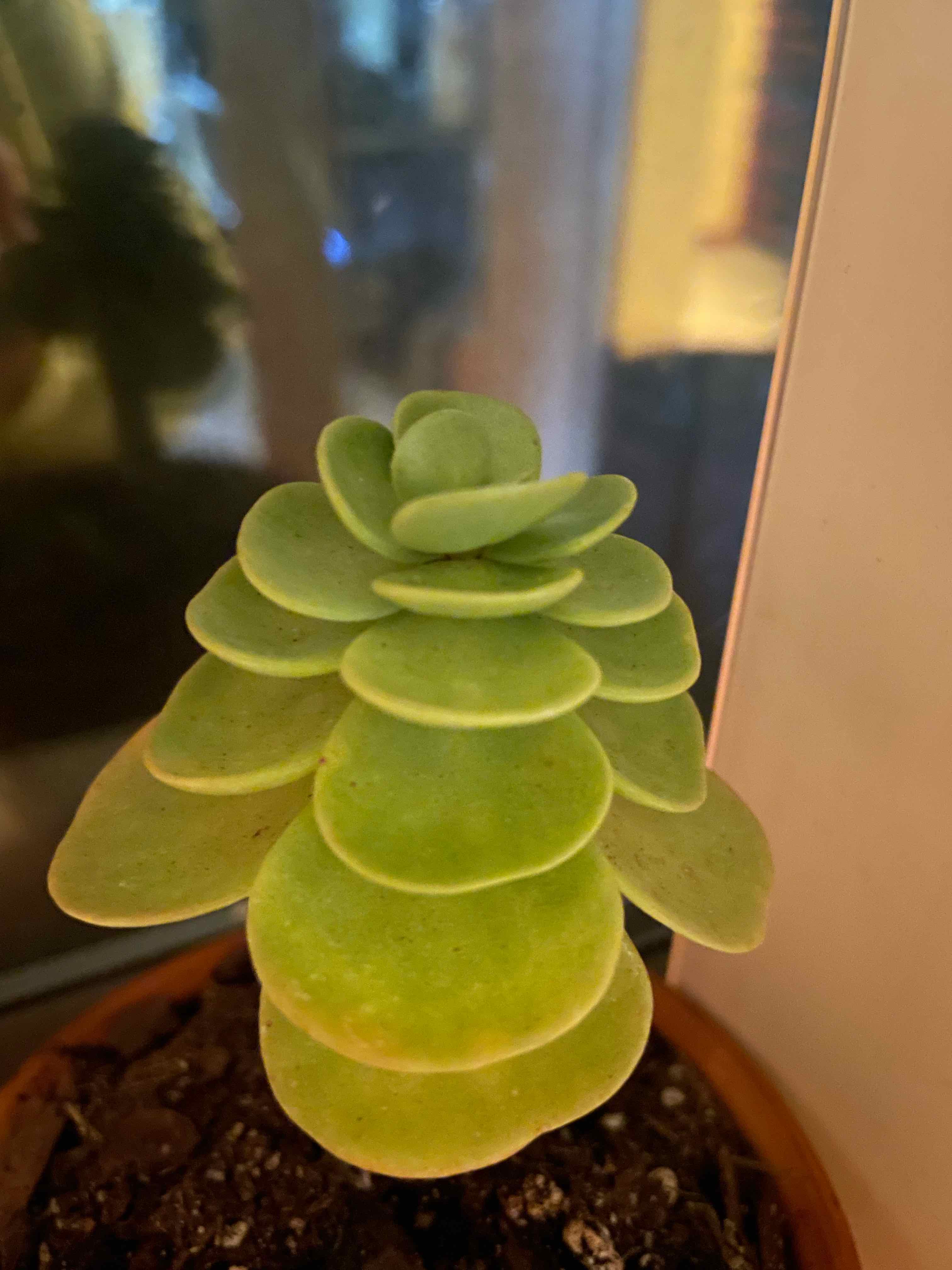 Why Are There Brown Spots on My 'Ihi Leaves?