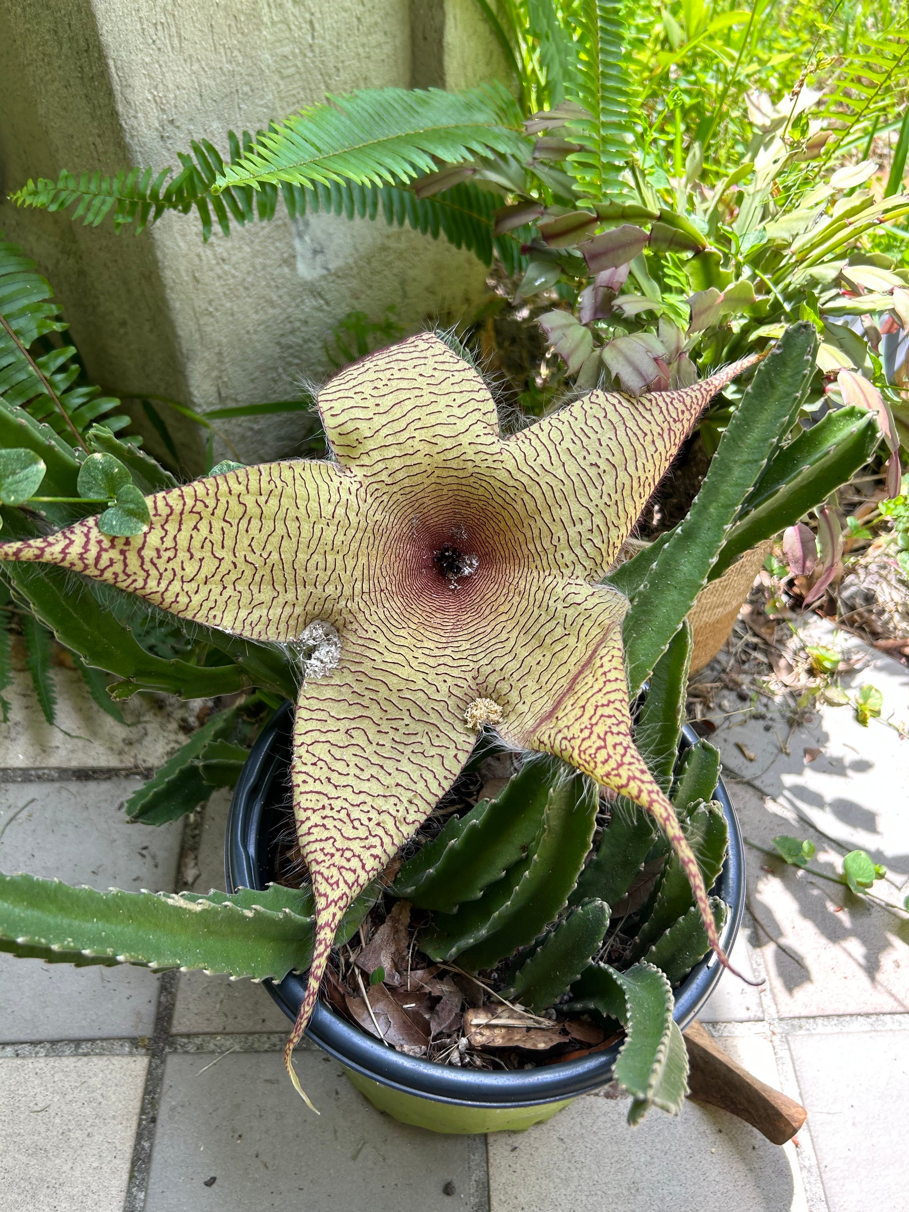Zulu cactus flowers, 7 inches wide!