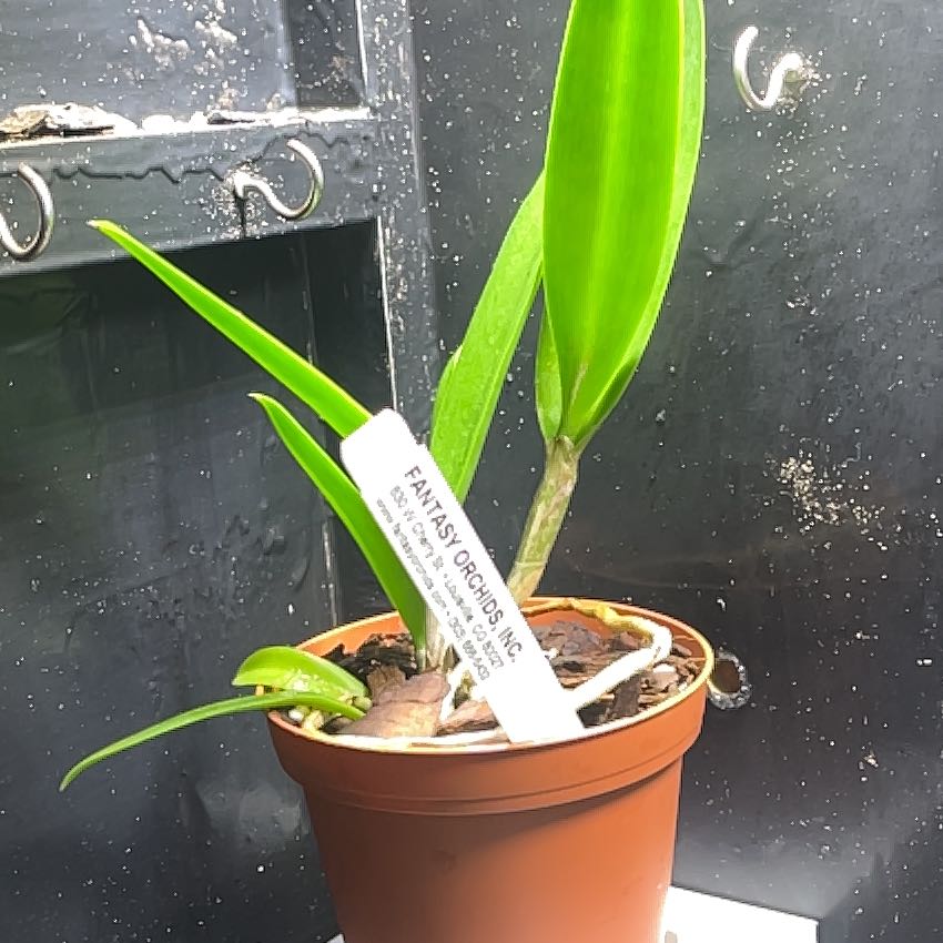 The Complete Procatavola 'Key Lime Stars' Plant Care Guide: Water ...