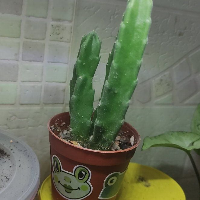 How to Care for Stapelia gettliffei: Mastering Water, Sunlight & More