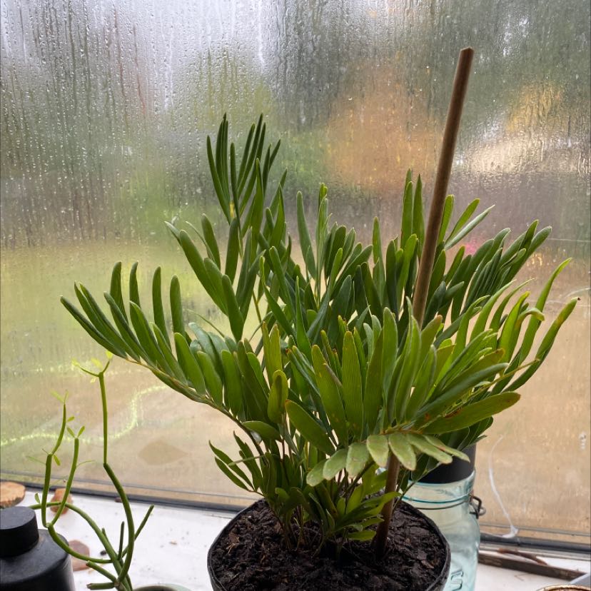 Why Are My Cardboard Palm Leaves Curling?