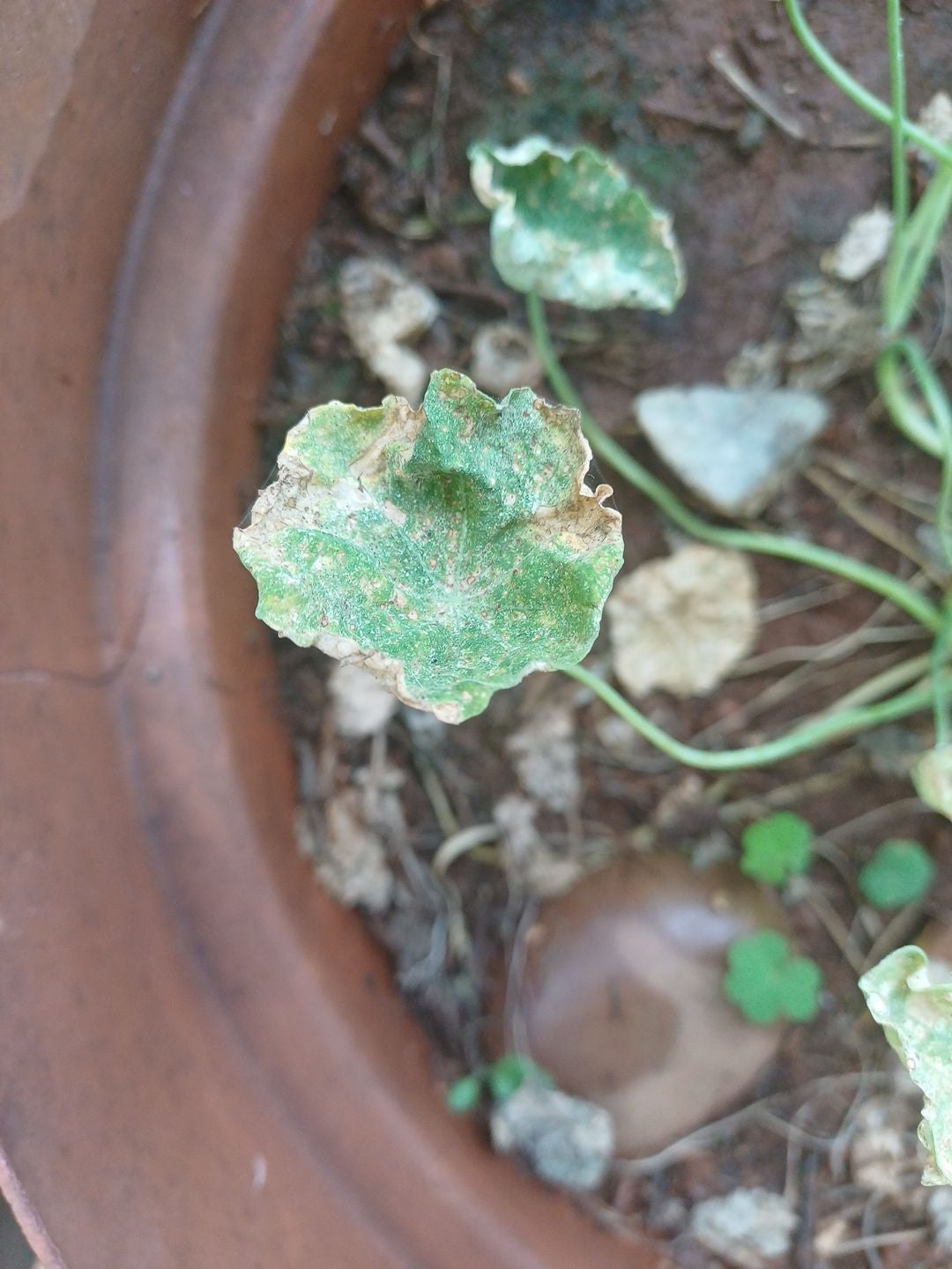 🌡️ Ultimate Guide to Temperature for Nasturtium