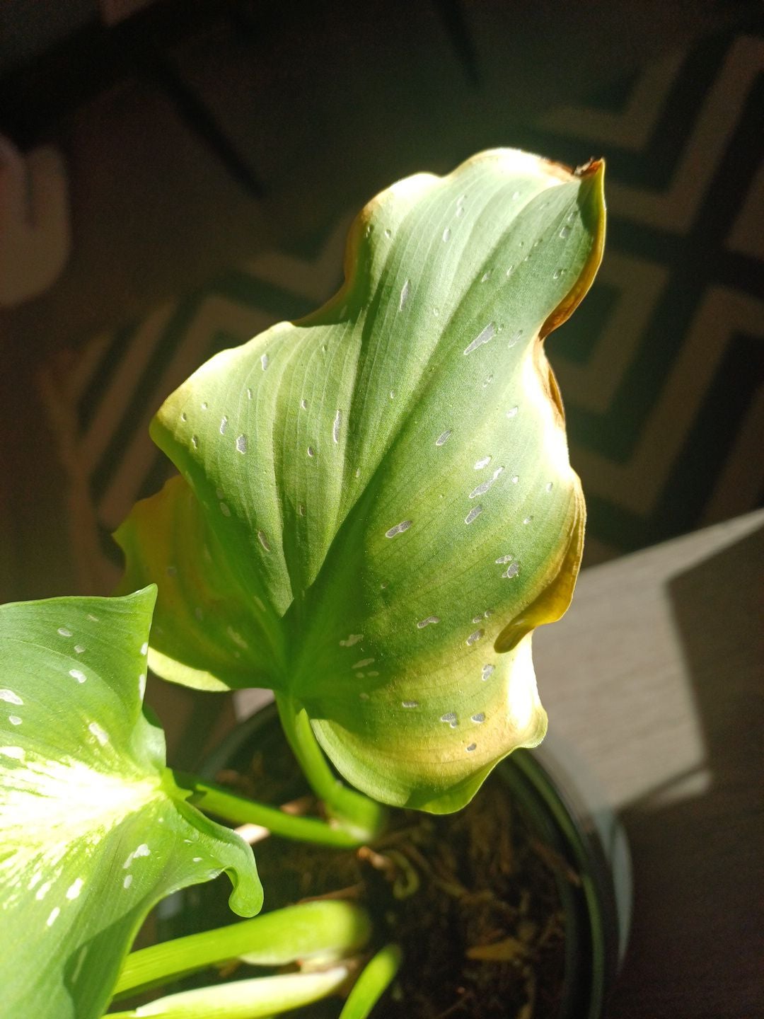 Calla Lily Growth: Height vs. Width