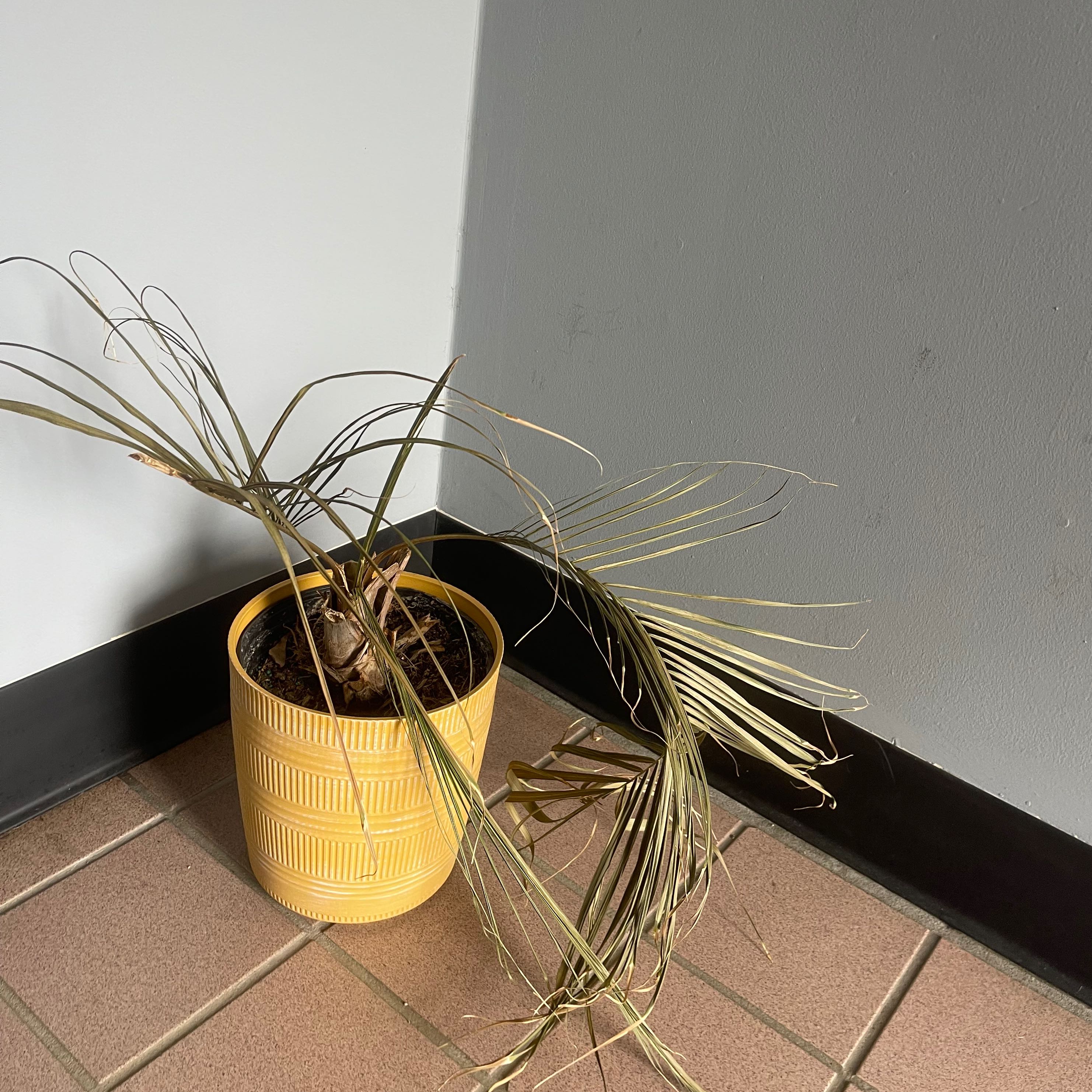 What Are The Bugs on My Pygmy Date Palm? 🐛