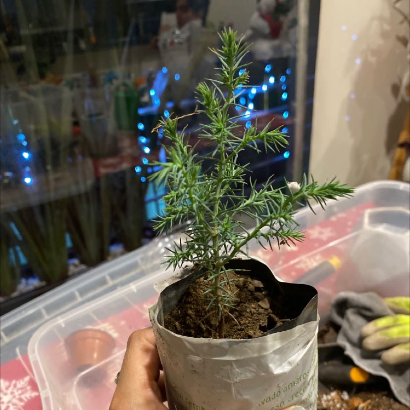 Propagating Your Scots Pine: Step-by-Step Guide