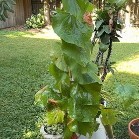 Eastern Redbud 'The Rising Sun' Plant Care: Water, Light, Nutrients ...